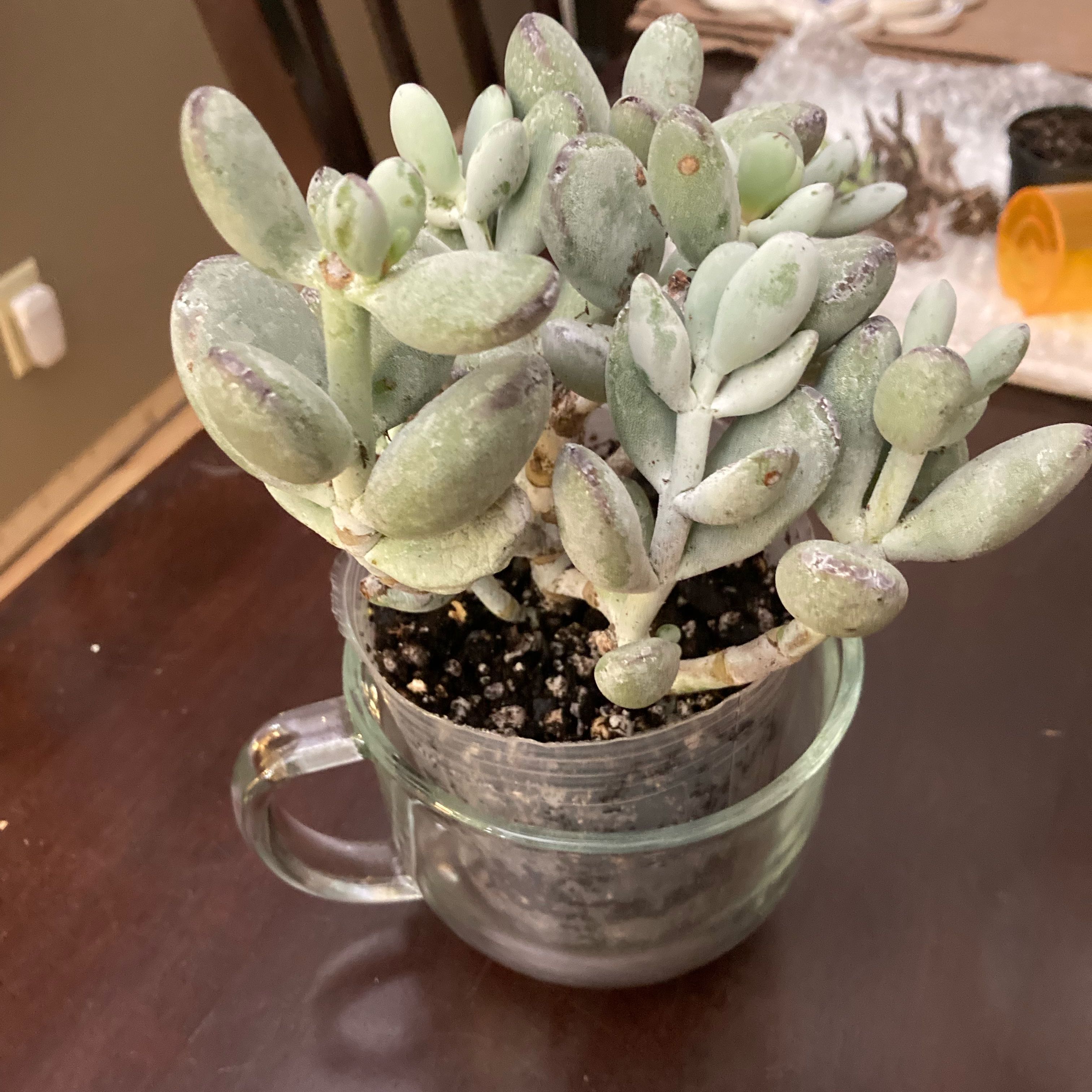 Ping Pong Plant Care: Water, Light, Nutrients | Greg App 🌱