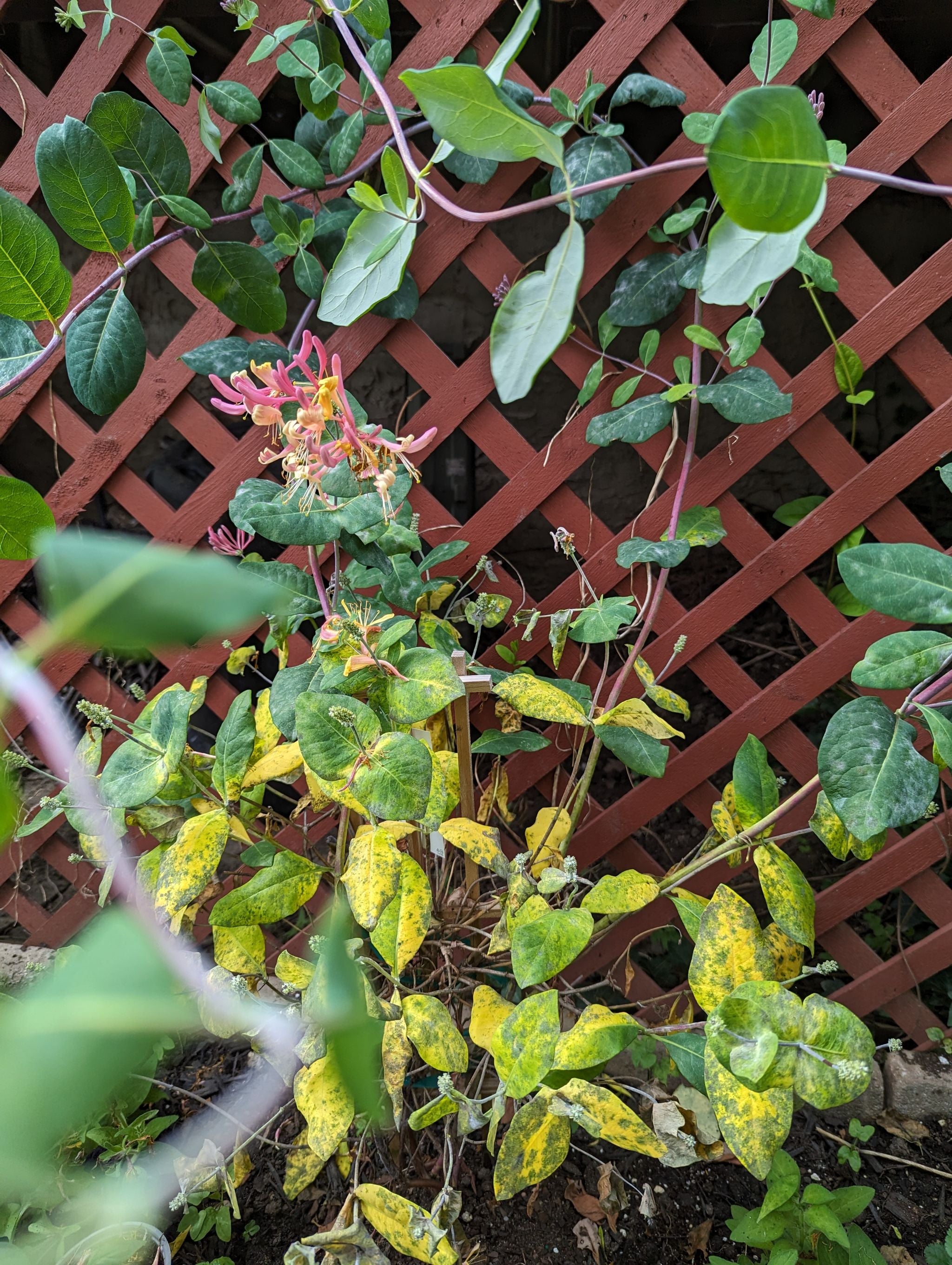 Ultimate Guide to Haskap Varieties 🍇