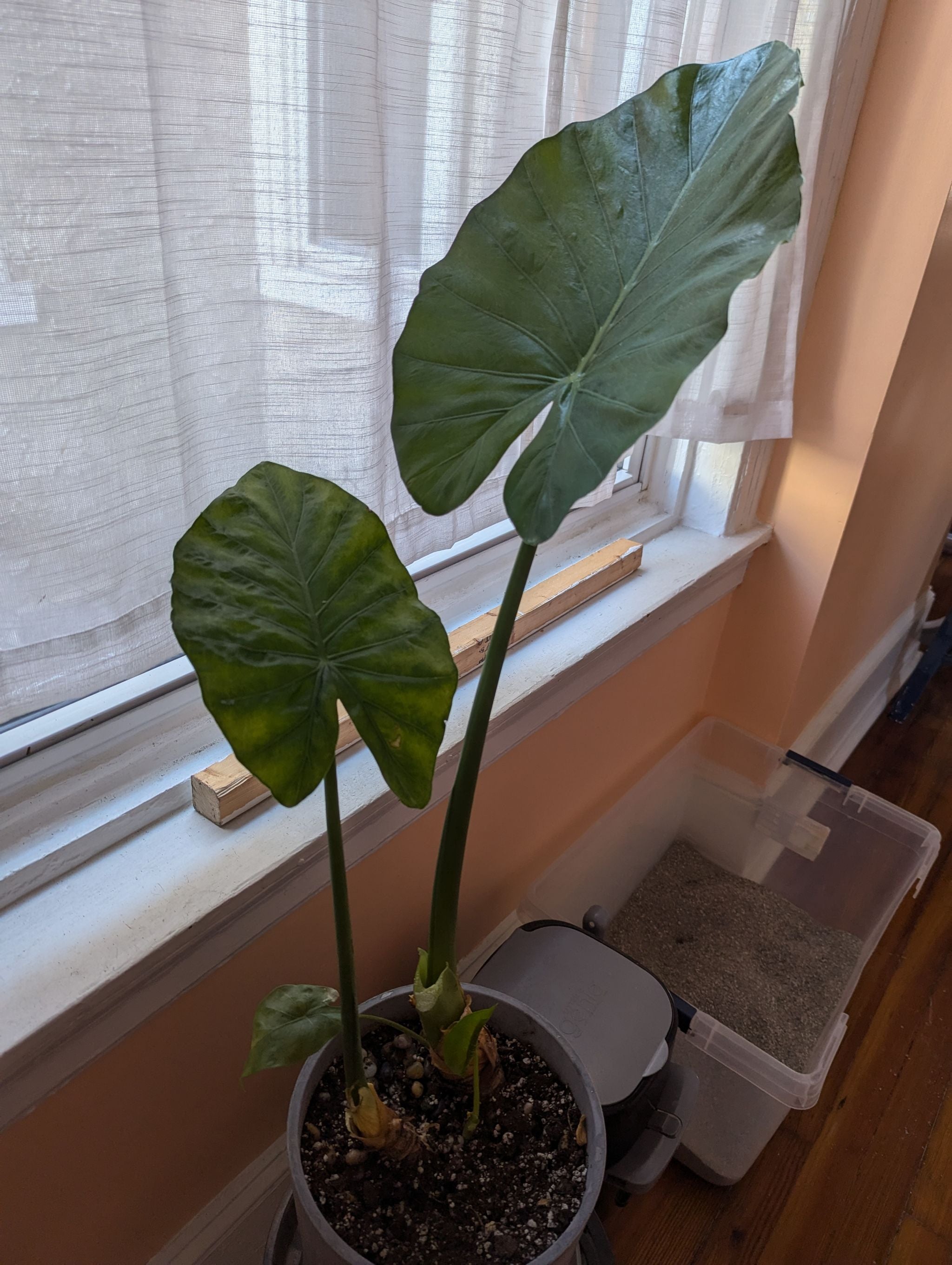 Wednesday Addams - Black Elephant | A plant by @RiverRatRae on Greg