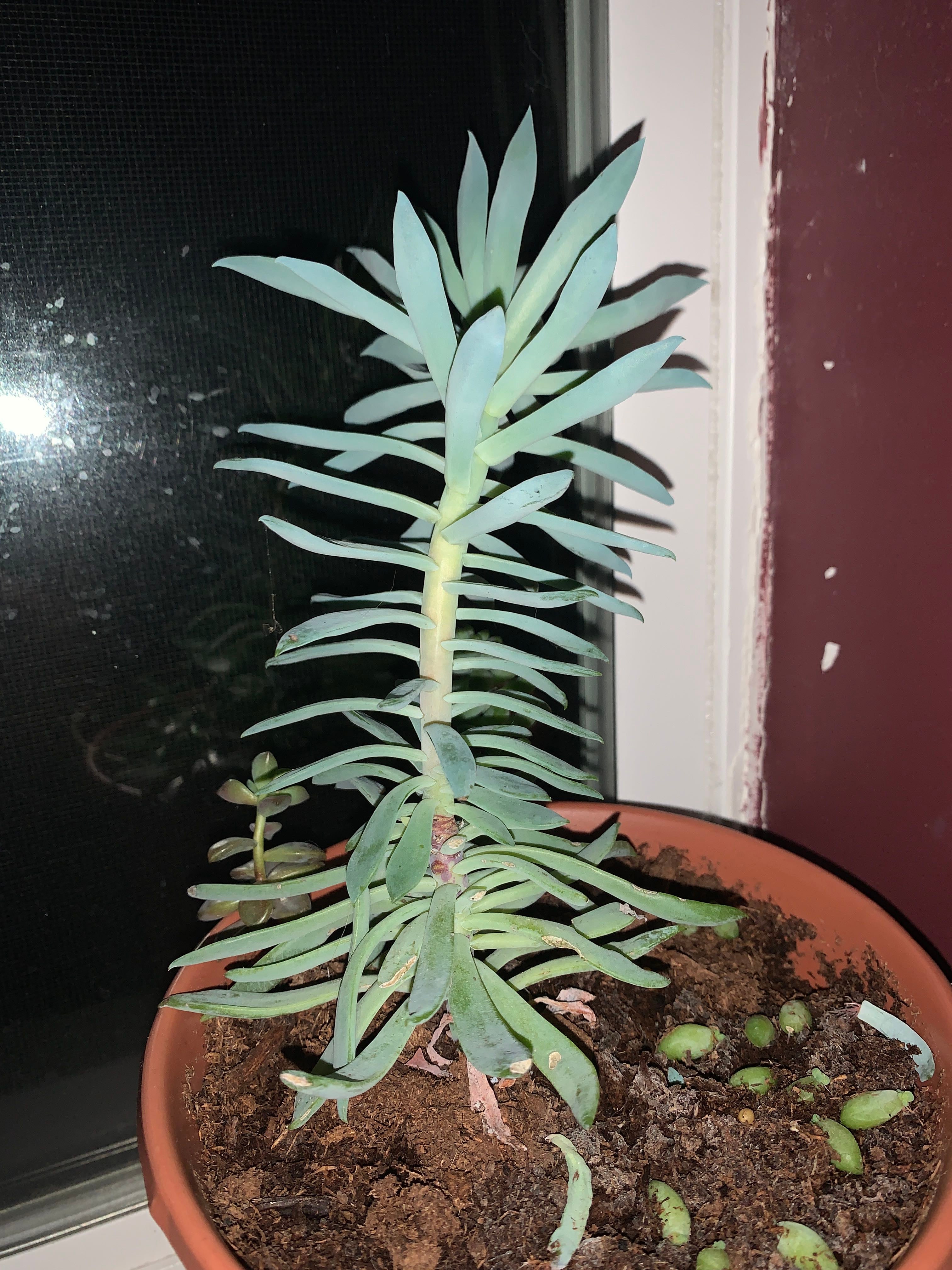 Gopher Plant Plant Care: Water, Light, Nutrients | Greg App 🌱