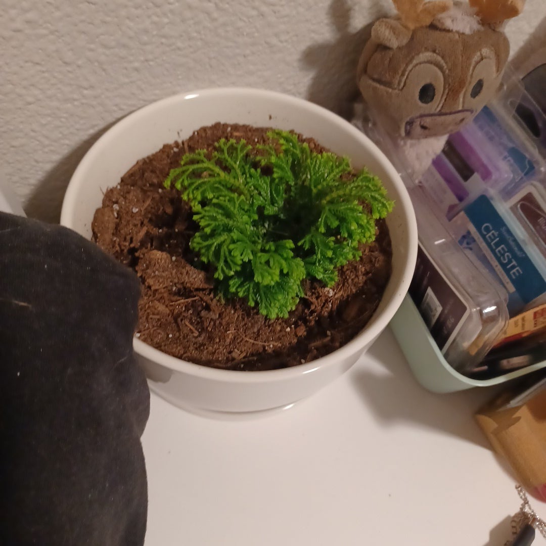 How to Care for Club Moss: Mastering Water, Sunlight & More