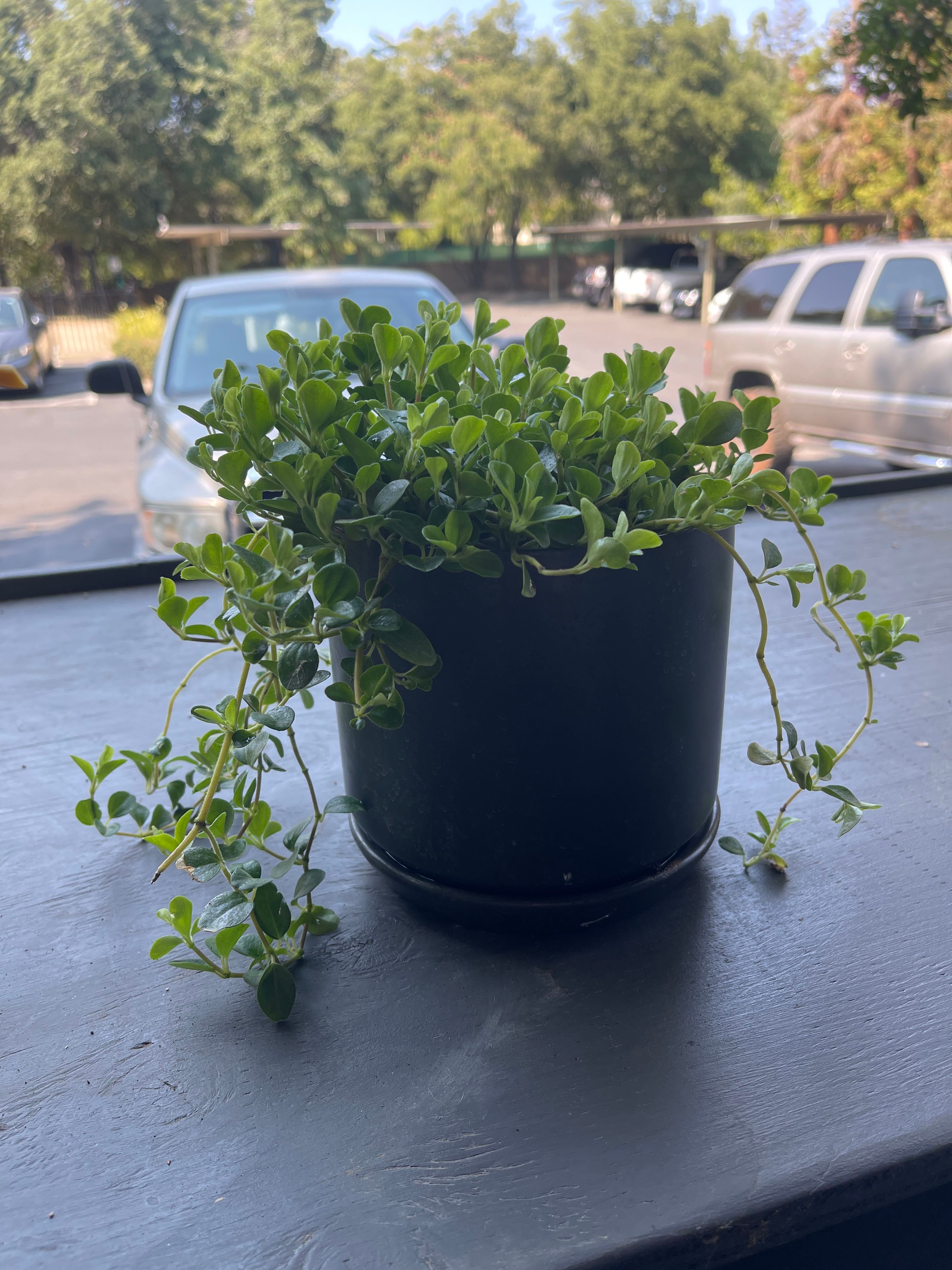 Peperomia Jitterbug Plant Care: Water, Light, Nutrients | Greg App 🌱