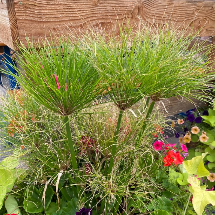 What Do Papyrus Flowers Mean?