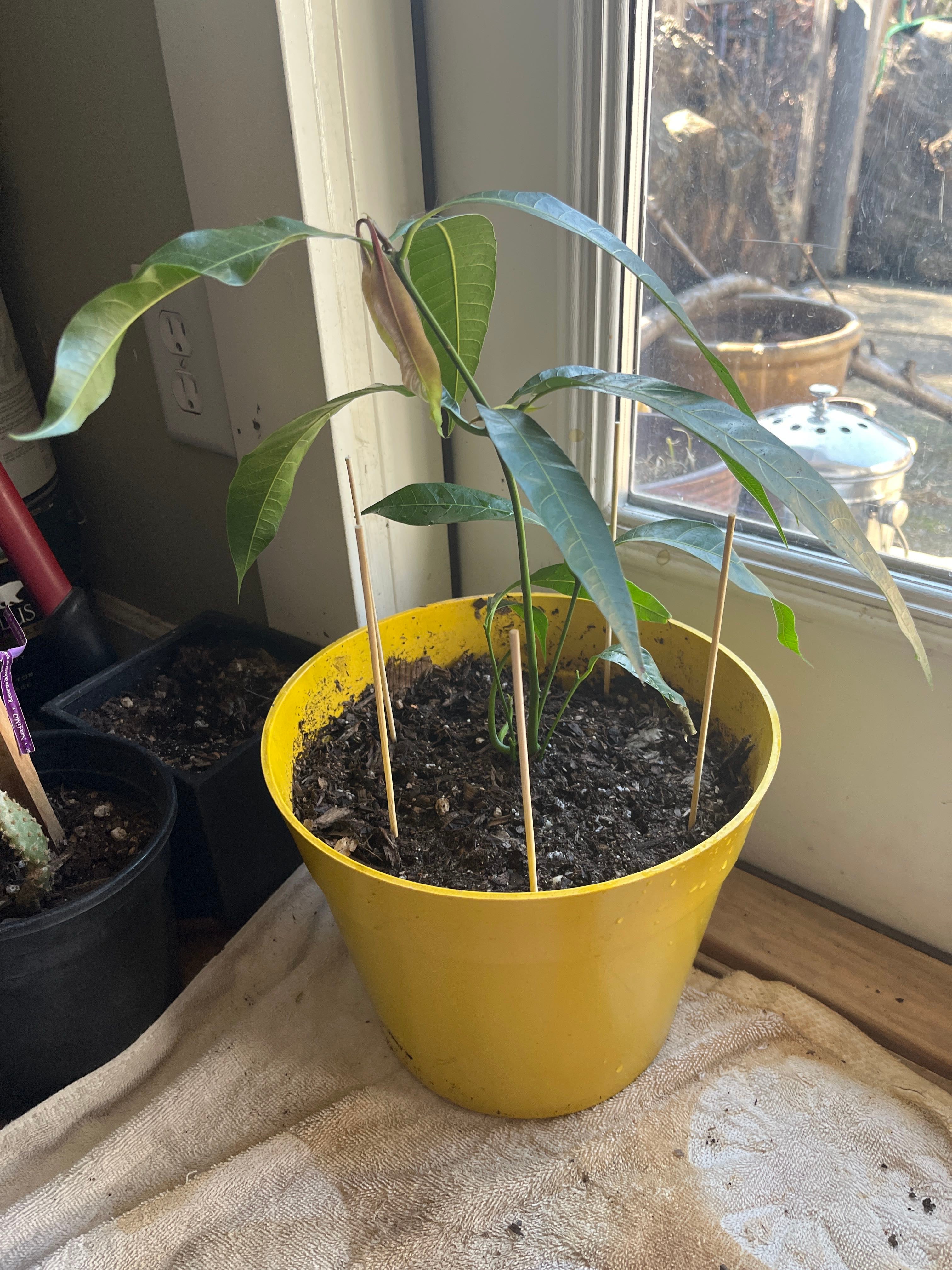 Common Mango Problems