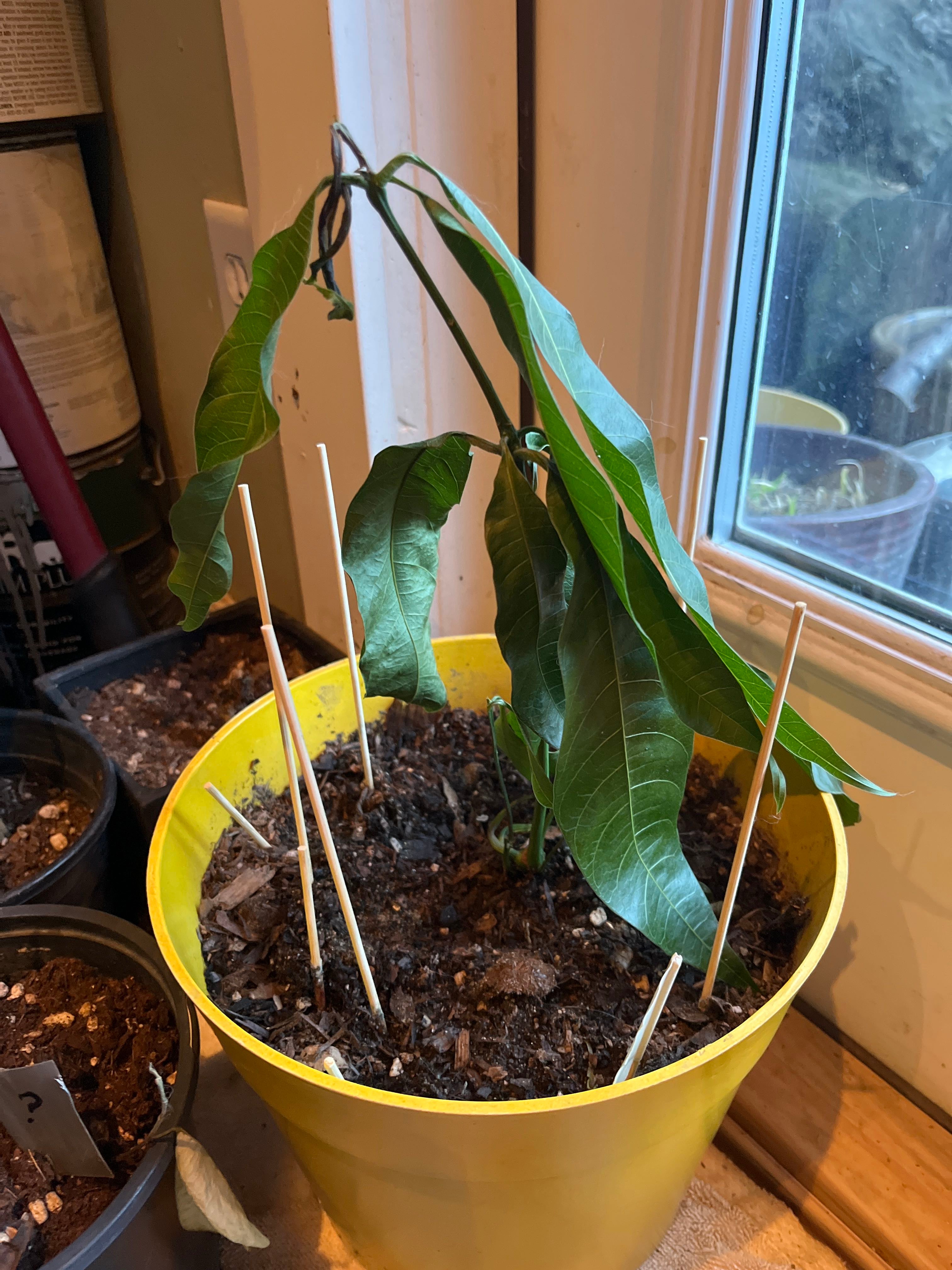 Common Mango Problems