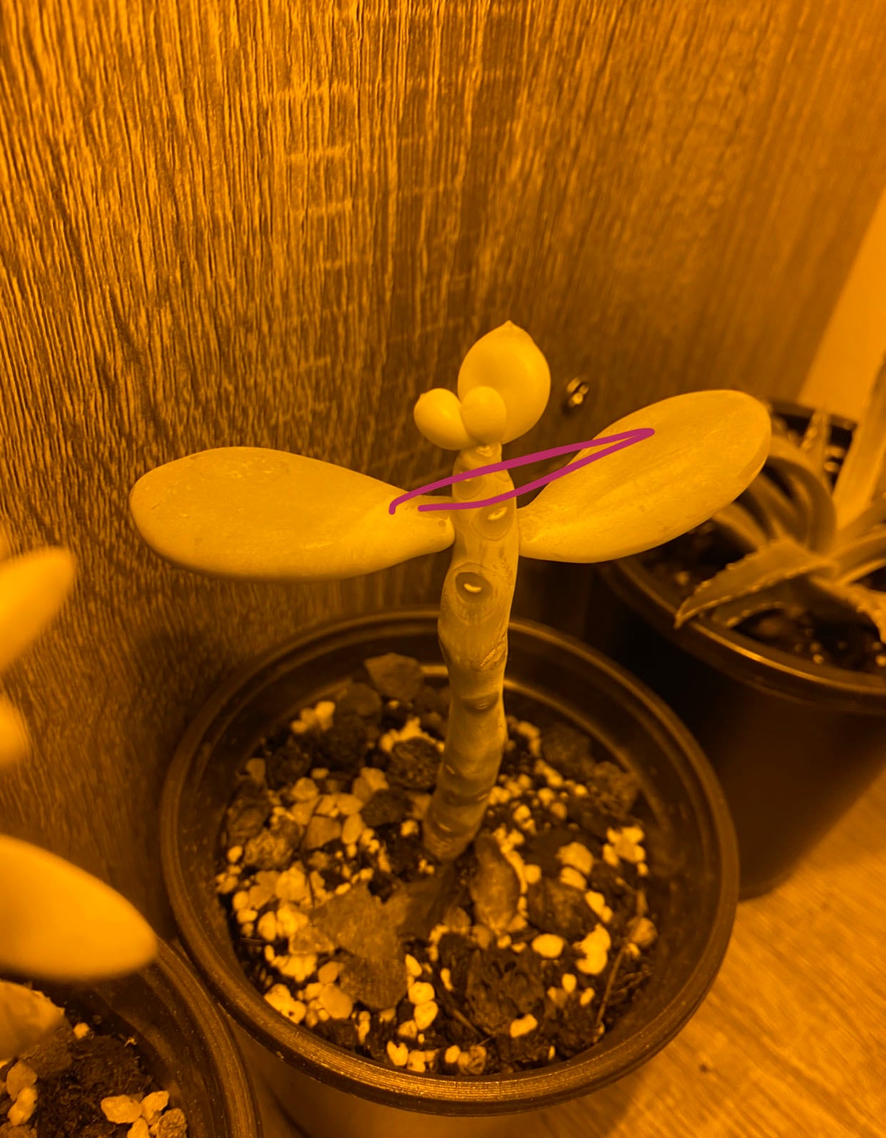 The Complete Blue Haze Plant Care Guide: Water, Light & Beyond