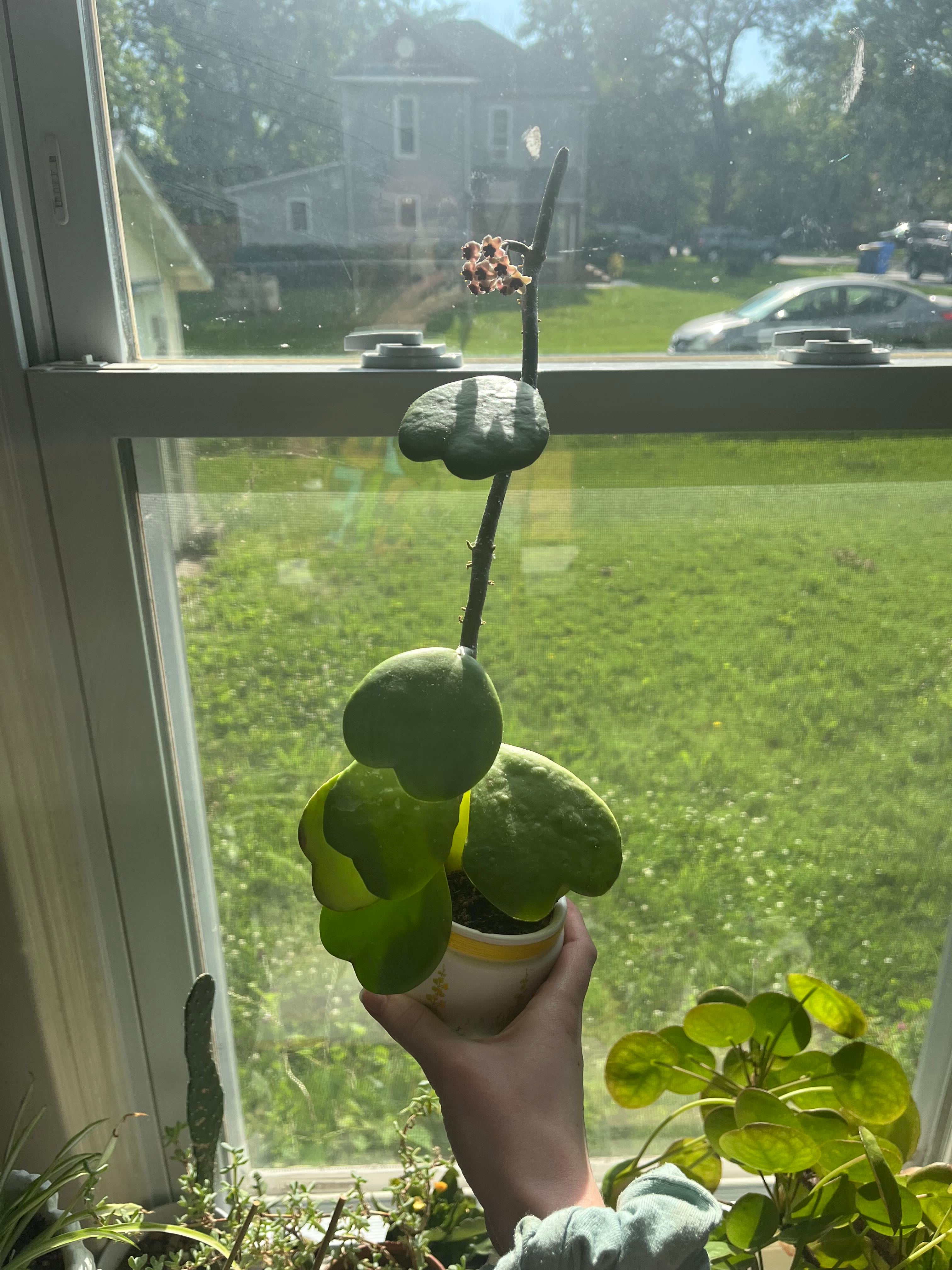 A couple of weeks ago, I was surprised to see my sweethea...