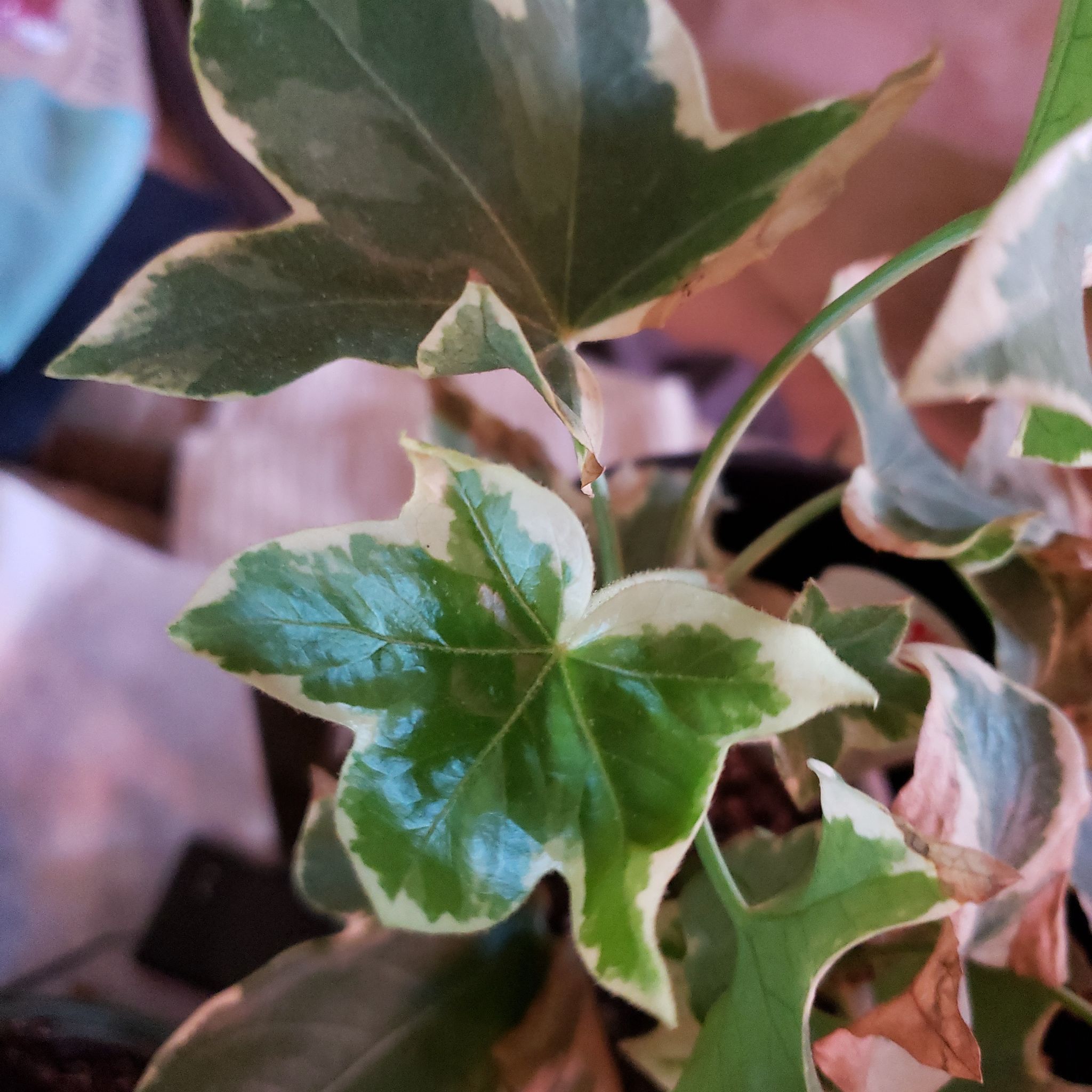 Propagating Your Tree Ivy: Step-by-Step Guide