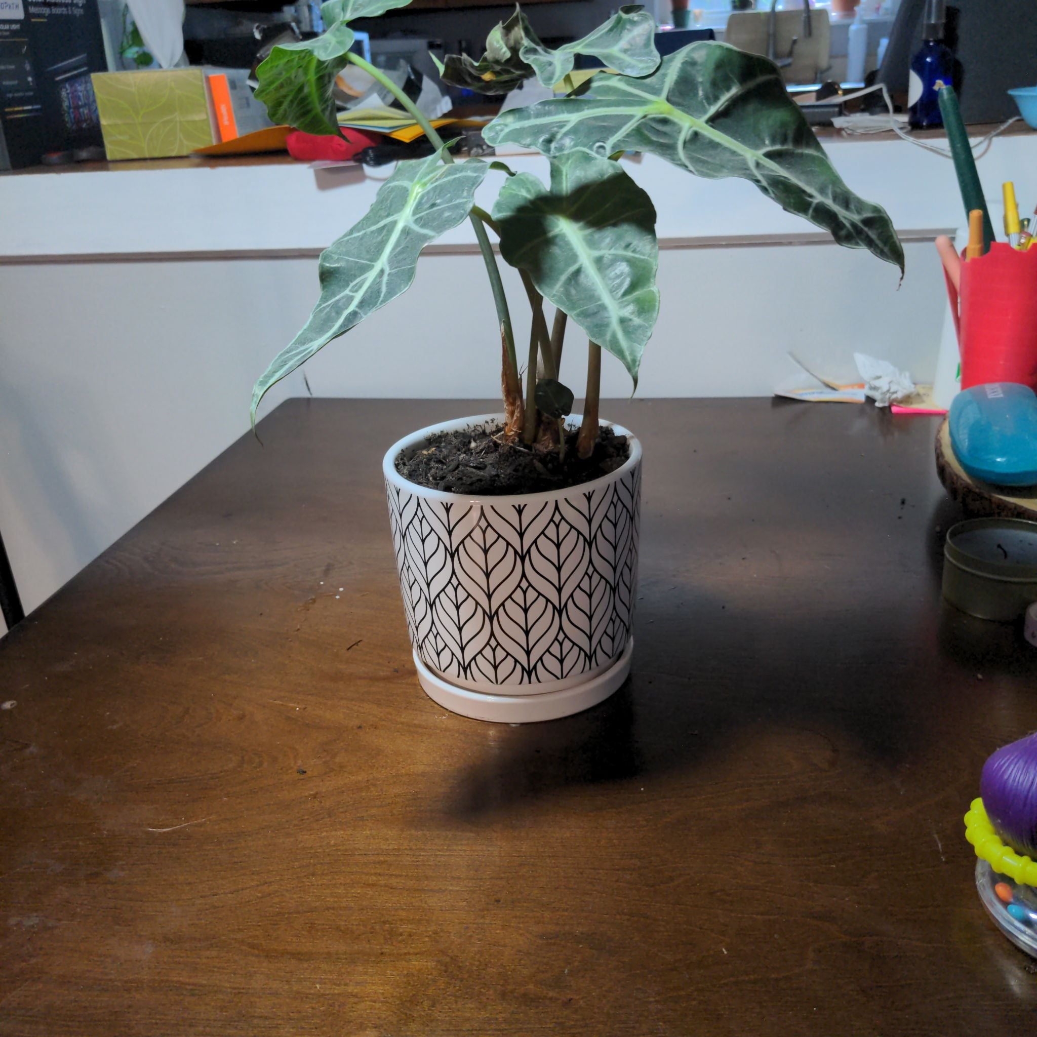 Propagating Kris Plant: The Ultimate Guide