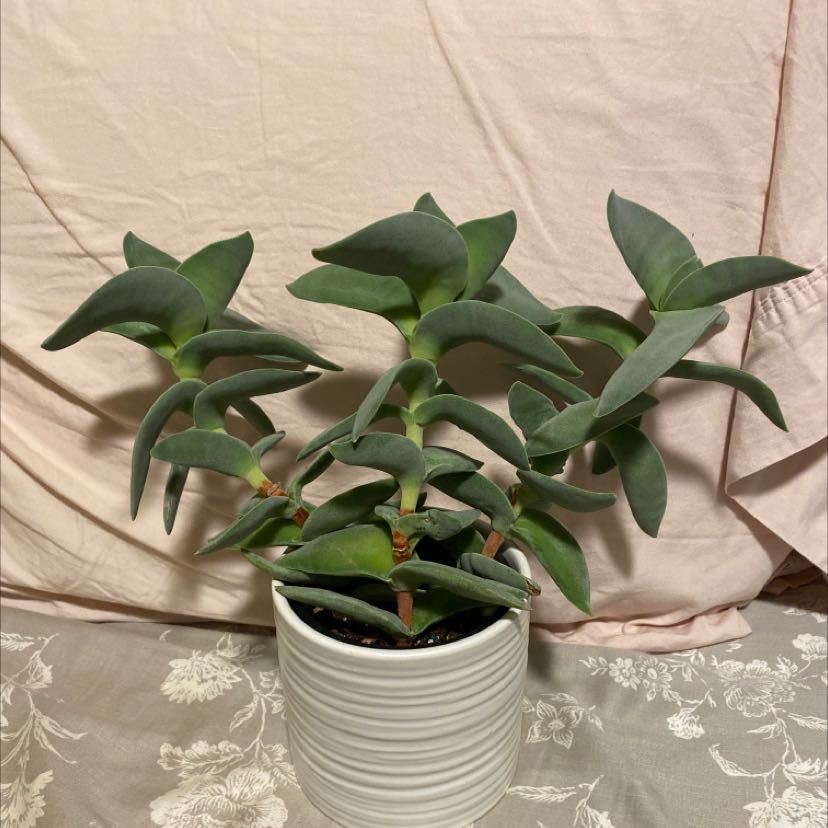 Soil Recommendations for Propeller Plant