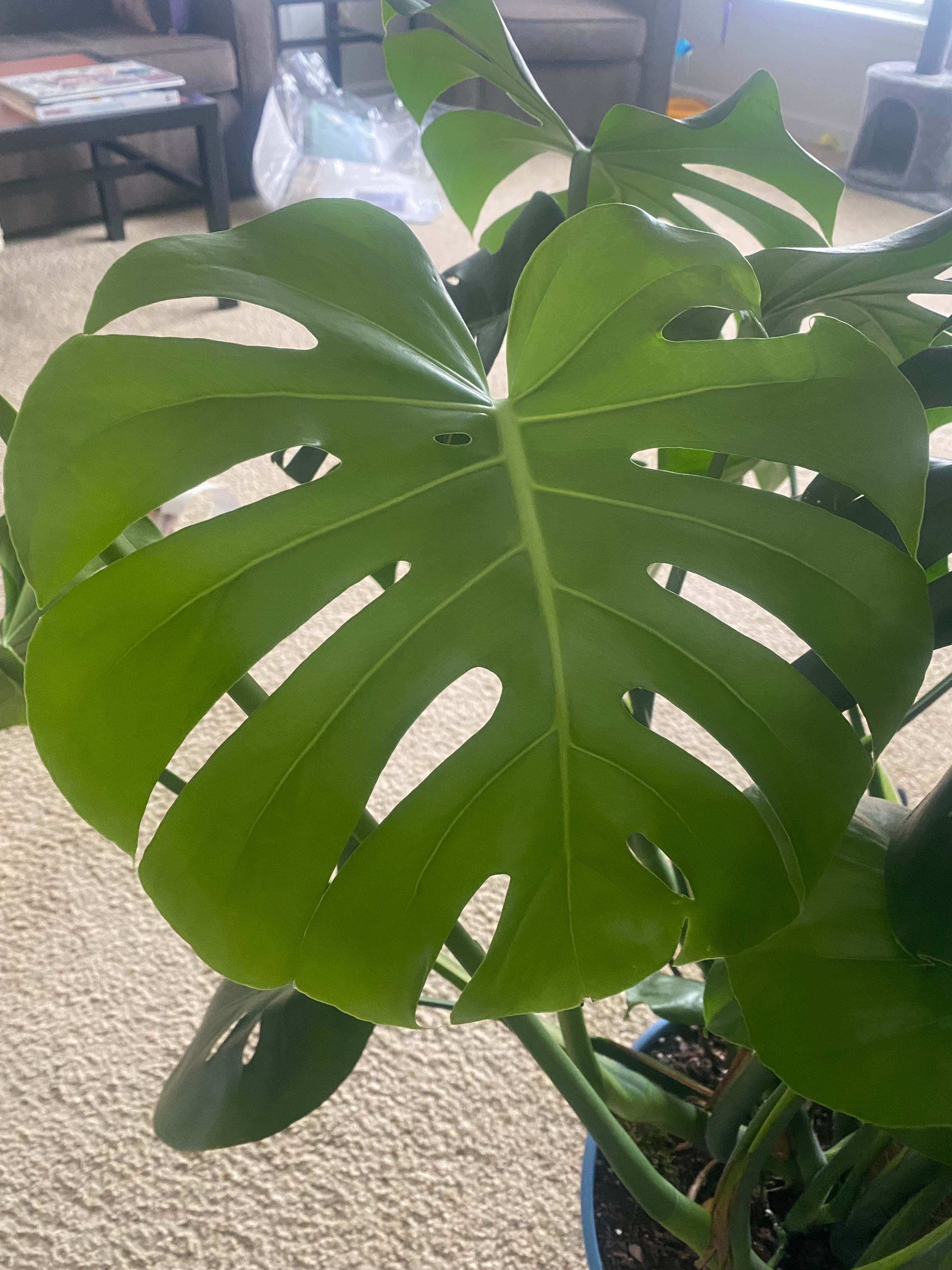 First monstera fenestration and spider plant flower!
