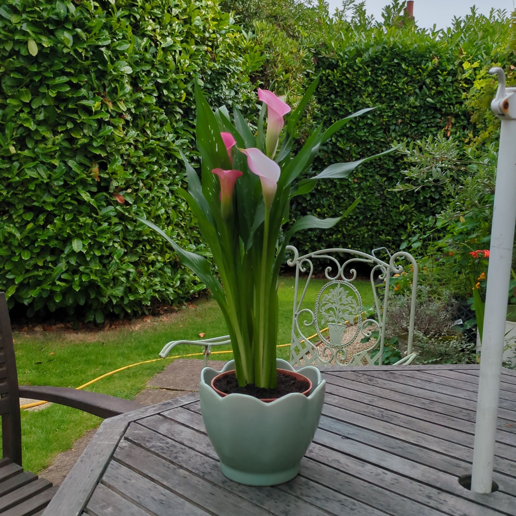 Calla Lily Root Rot Solutions 🔧