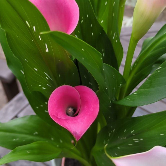 Calla Lily Root Rot Solutions 🔧