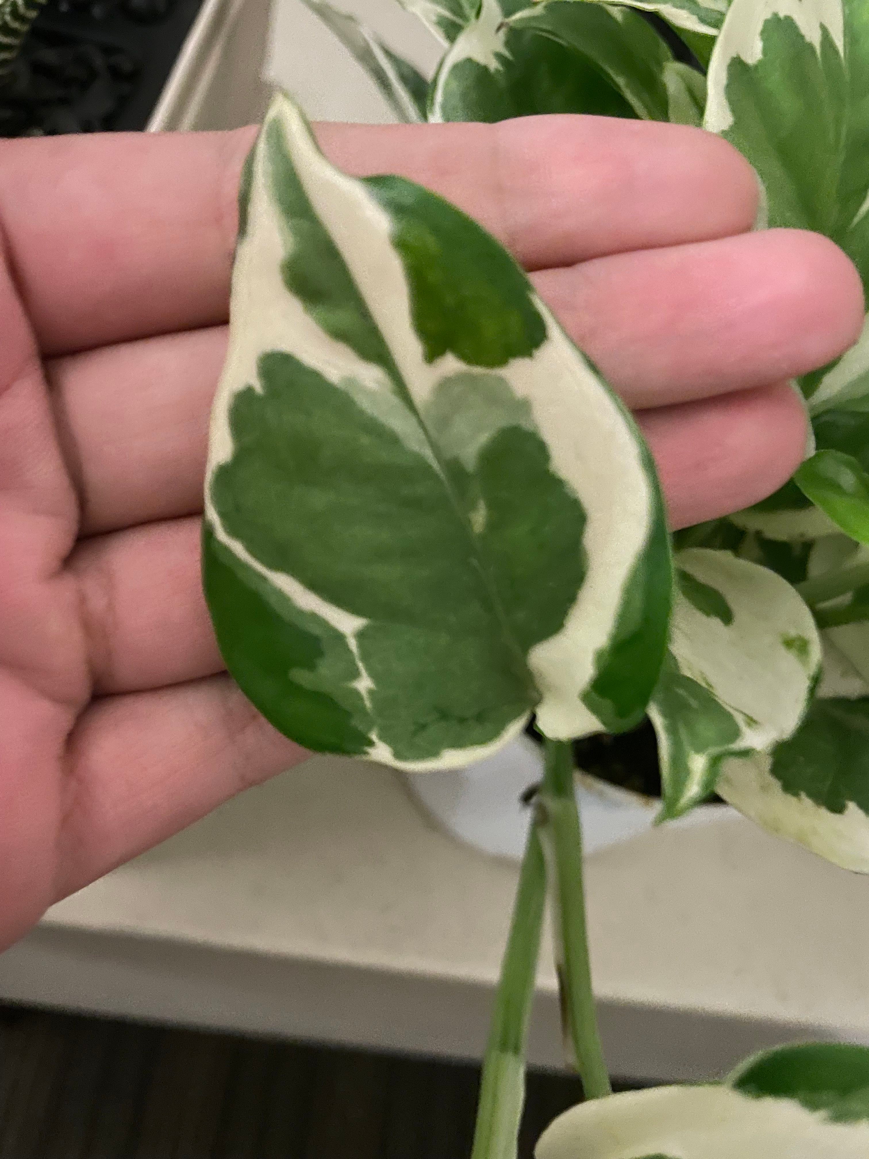 Pothos Identification