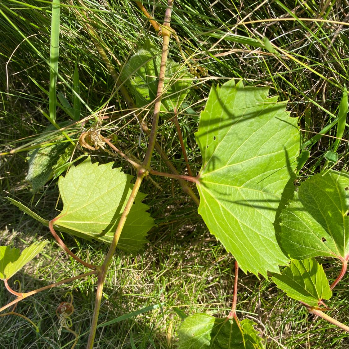 Propagating Your Riverbank Grape: Step-by-Step Guide
