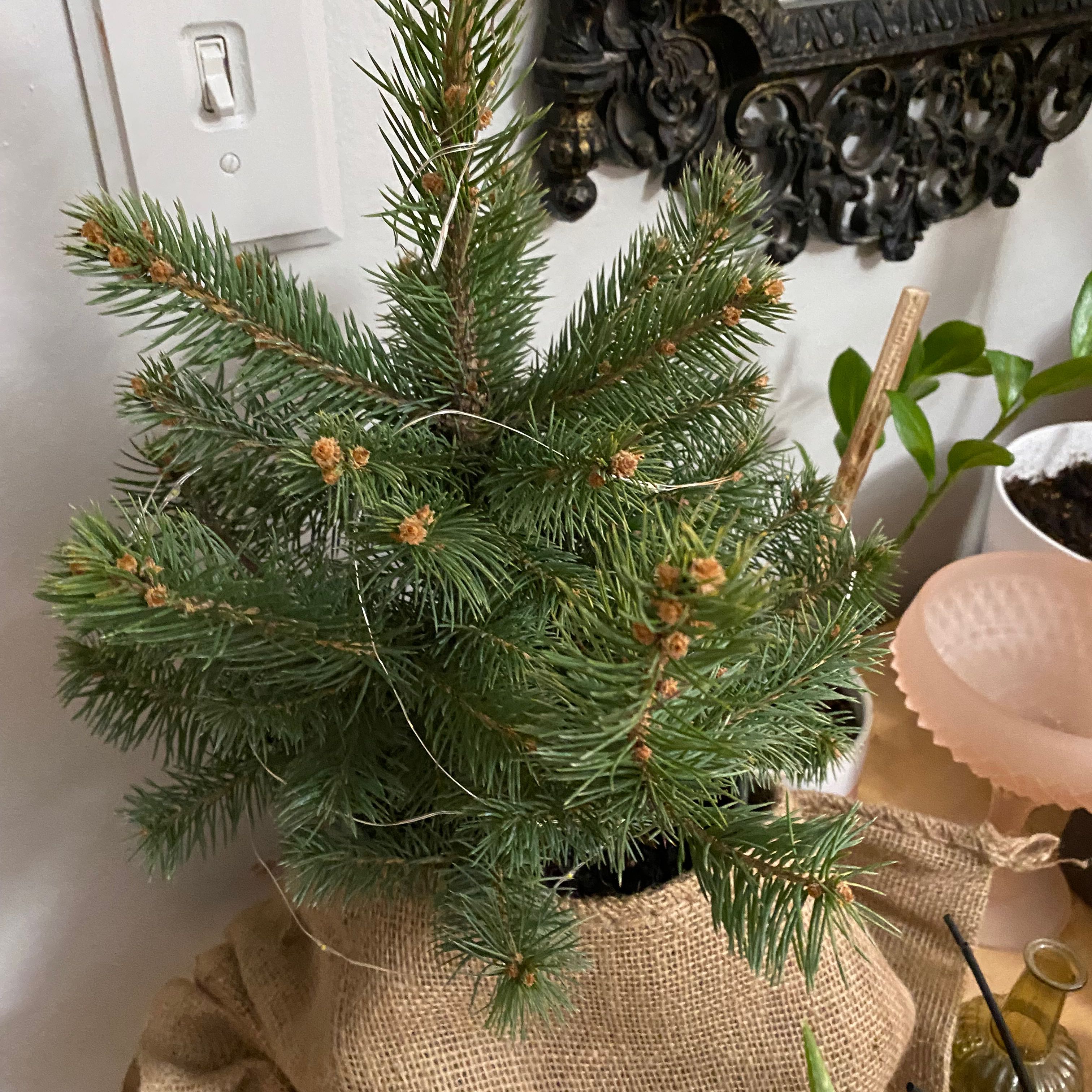 Propagating Blue Spruce: The Ultimate Guide