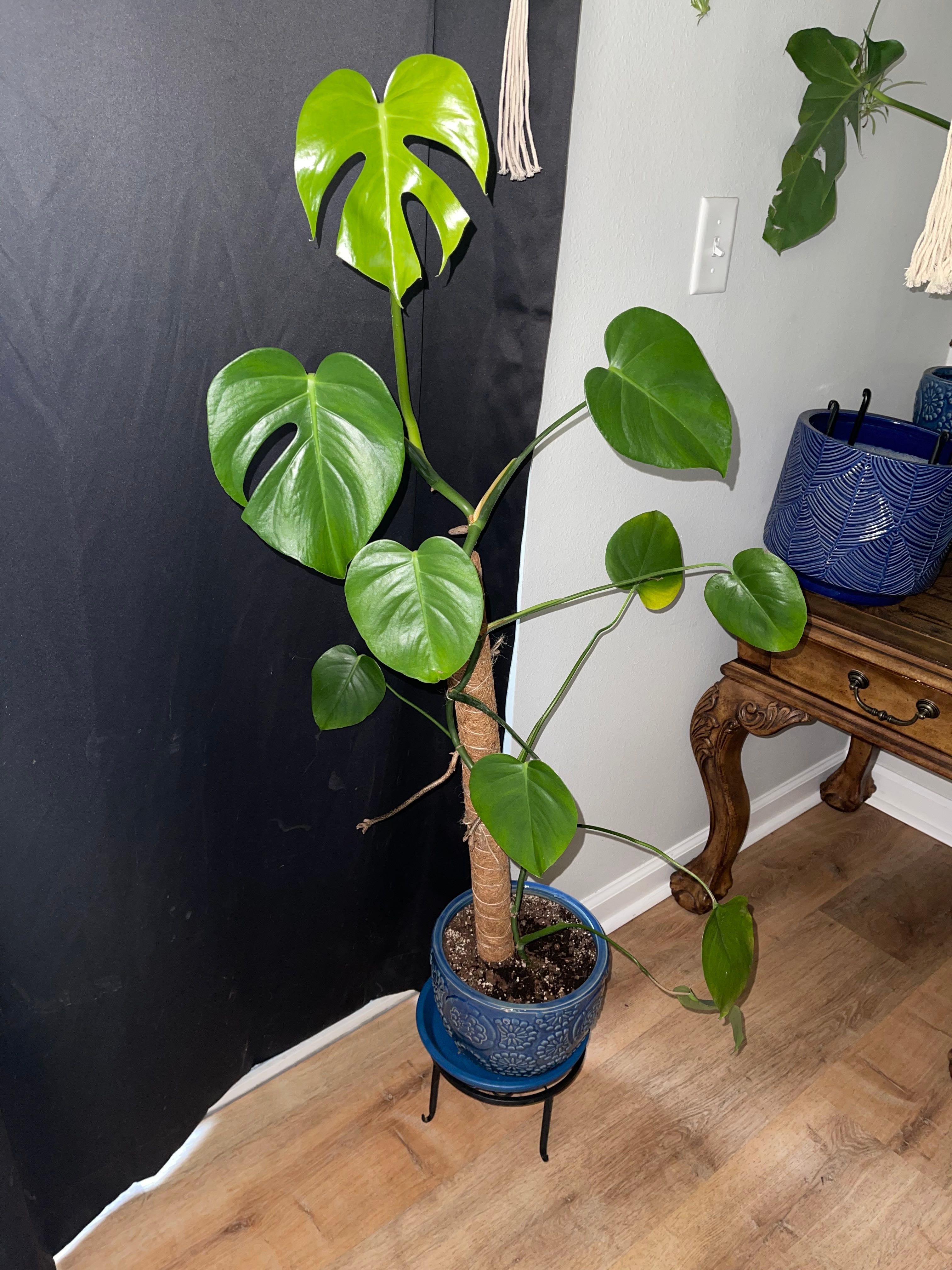 Monstera growth
