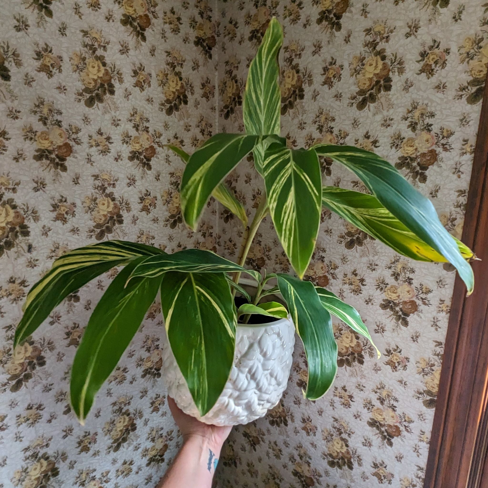 How Should Variegated Shell Ginger Be Cut Back?