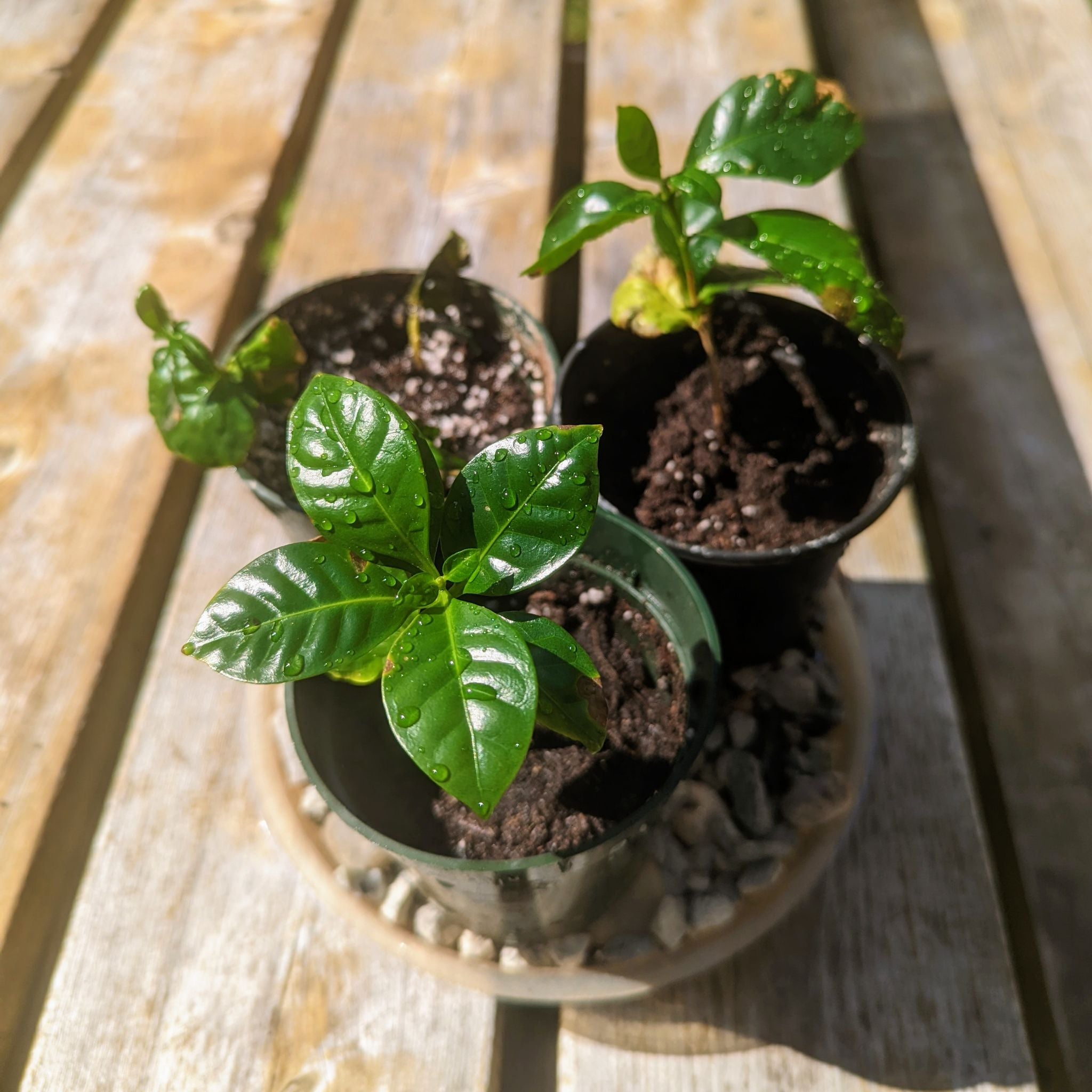 Splitting my coffee plants surprise