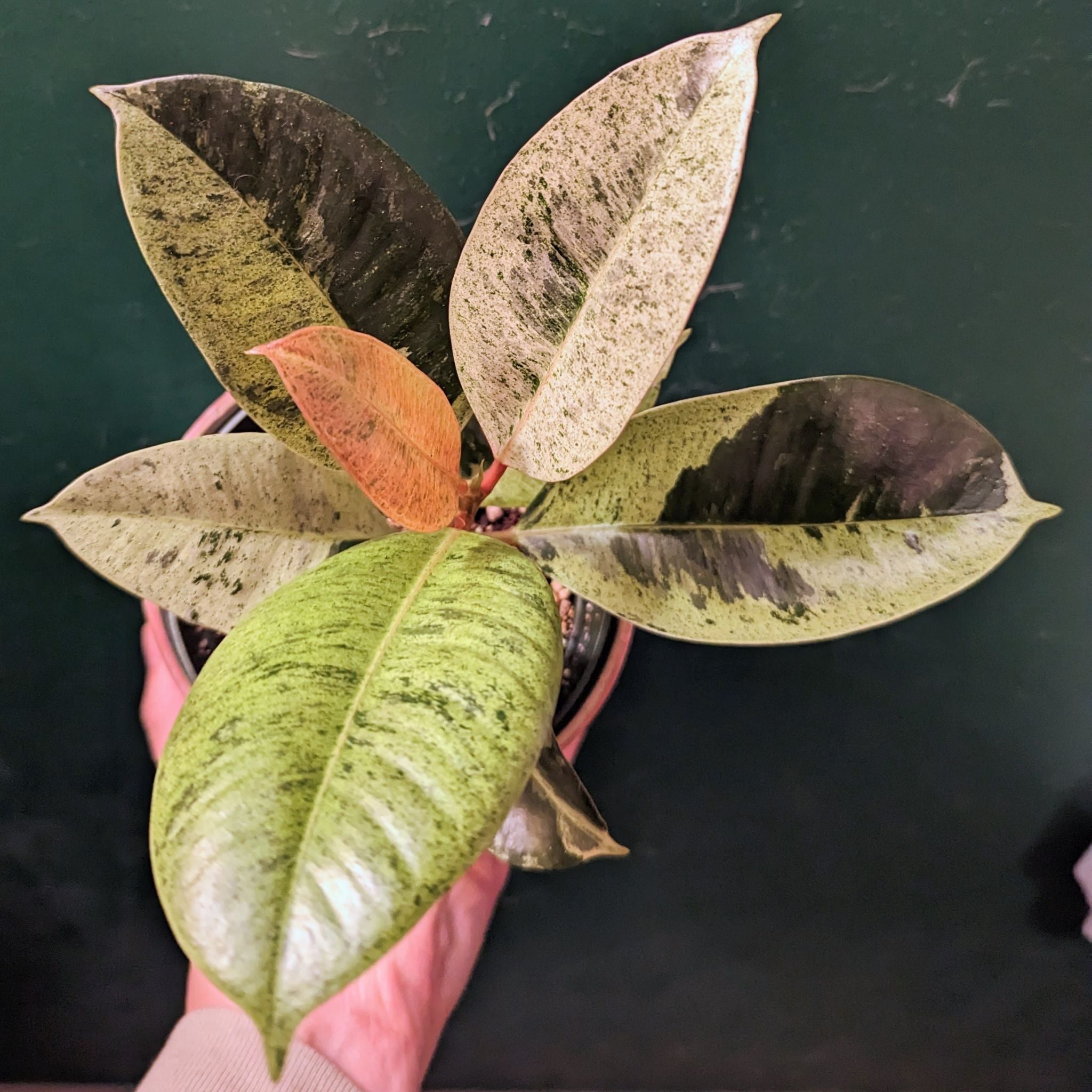 Ficus elastica 'Shivereana' Plant Care: Water, Light, Nutrients | Greg ...