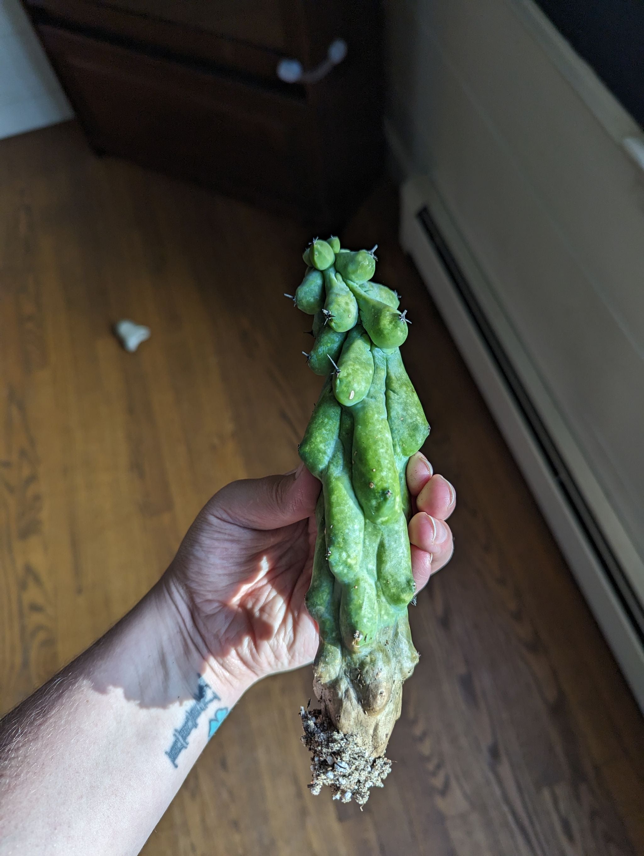 Boobie Cactus Plant Care: Water, Light, Nutrients | Greg App 🌱