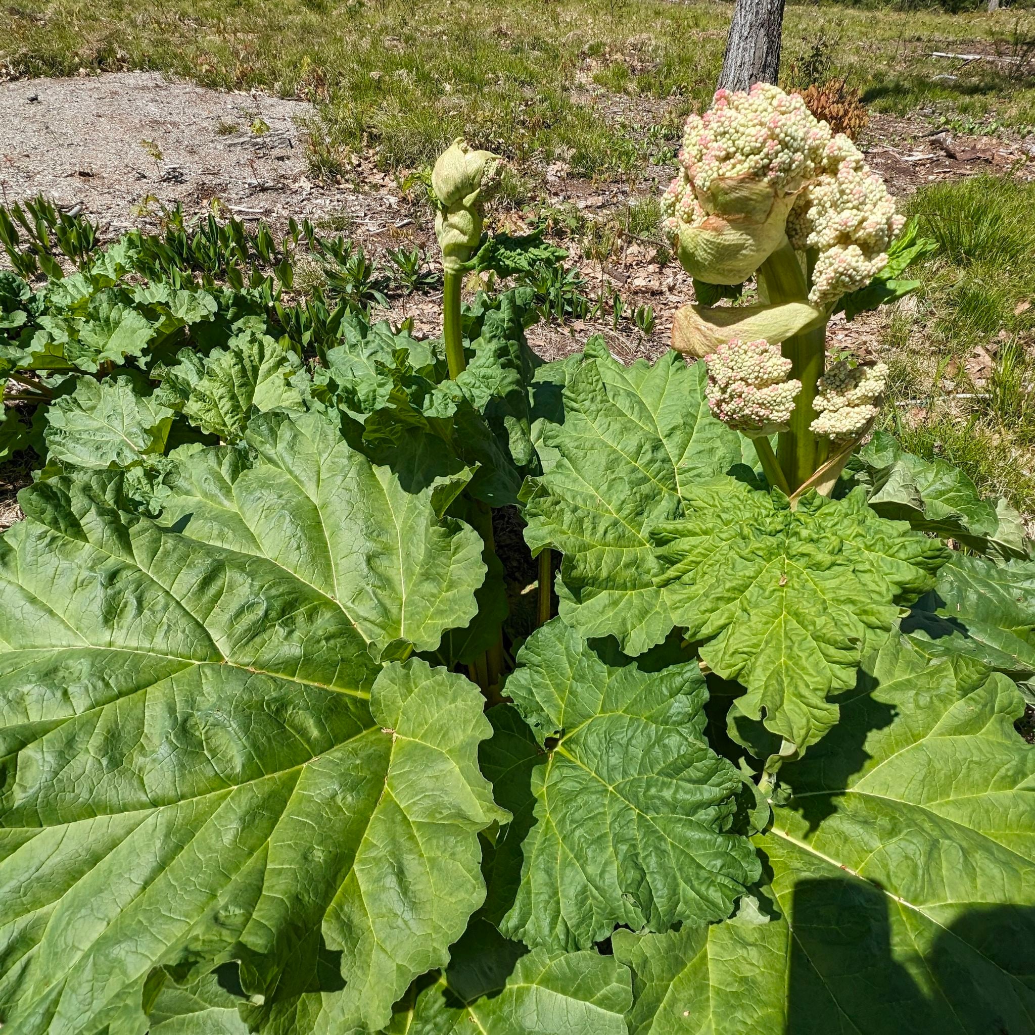 Ultimate Guide to Rhubarb Varieties 🥧