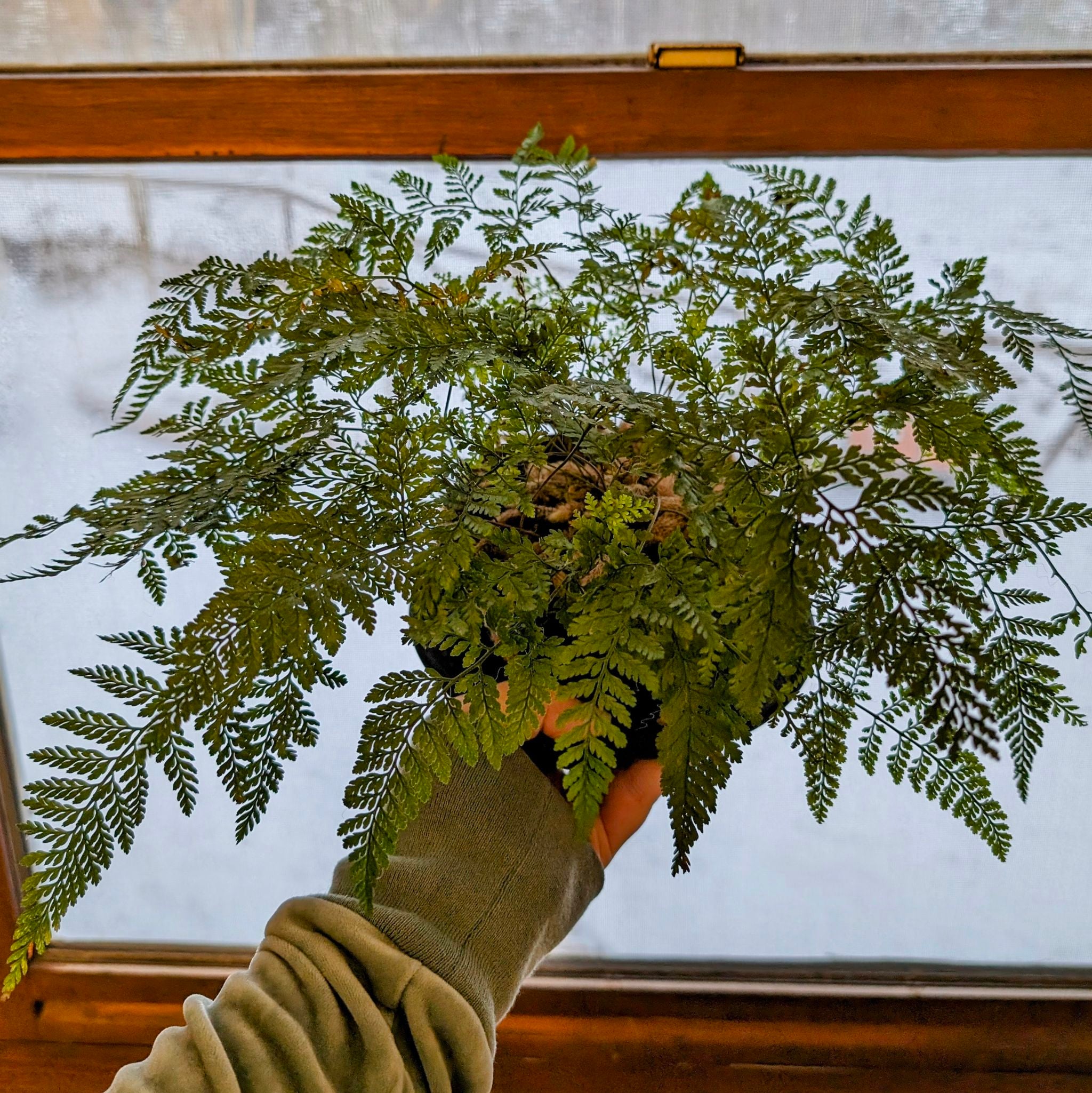 The Complete Squirrel's Foot Fern Plant Care Guide: Water, Light & Beyond