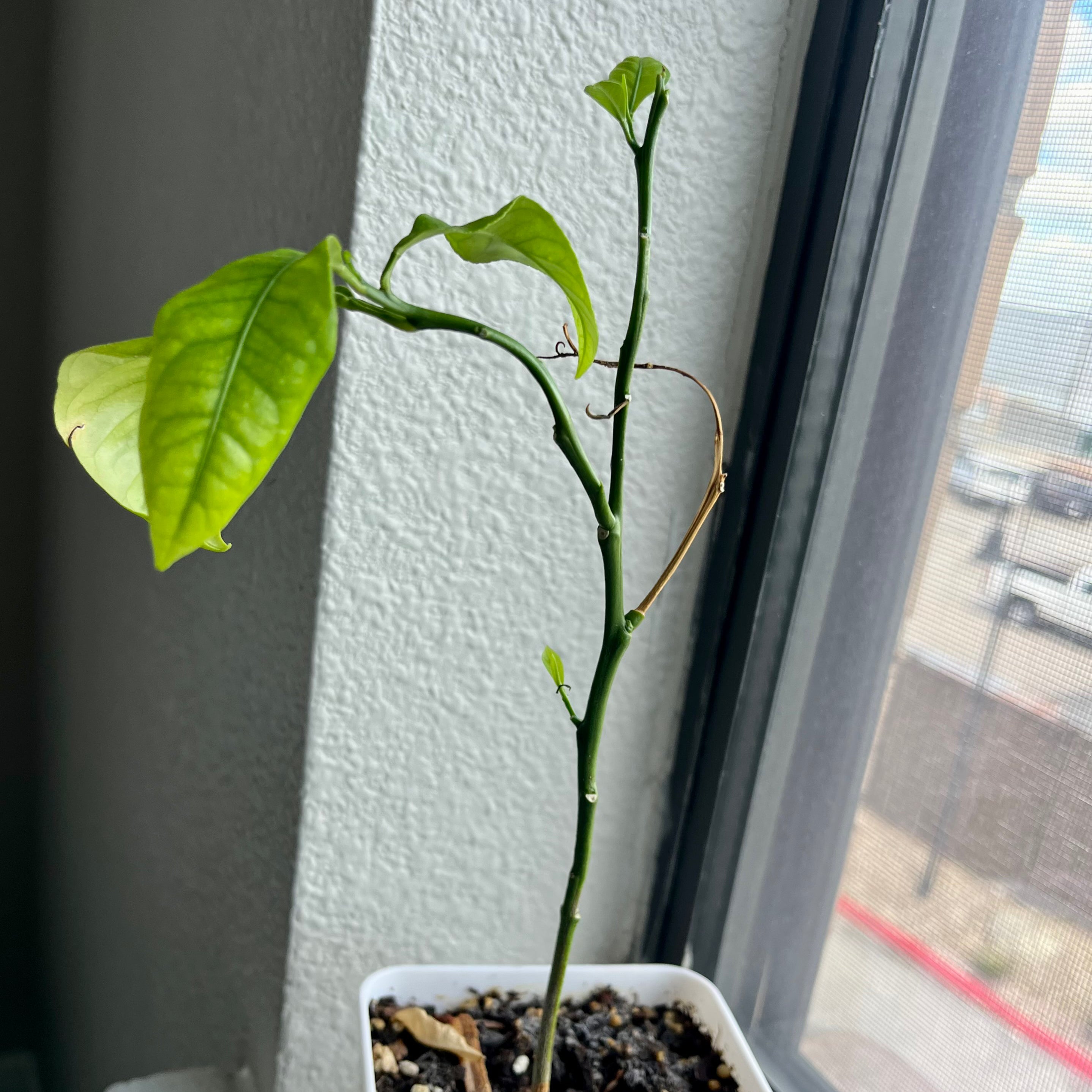 🍋 Propagating My Lemon Tree: Step-by-Step Guide