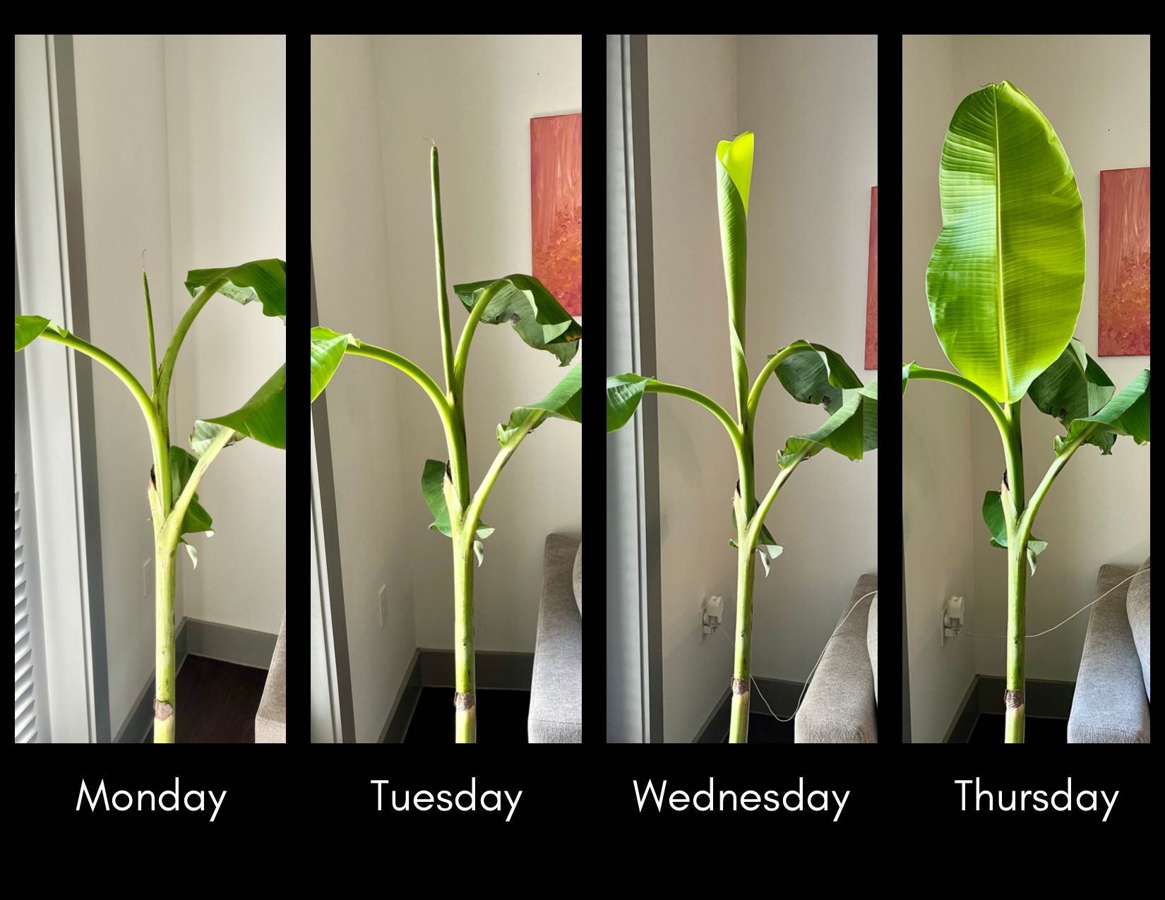 How to Care for Blue Java Banana Tree: Mastering Water, Sunlight & More