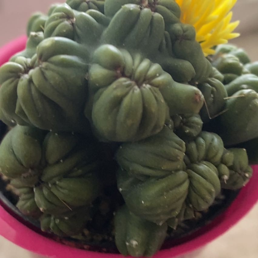 Curiosity Plant Plant Care: Water, Light, Nutrients | Greg App 🌱