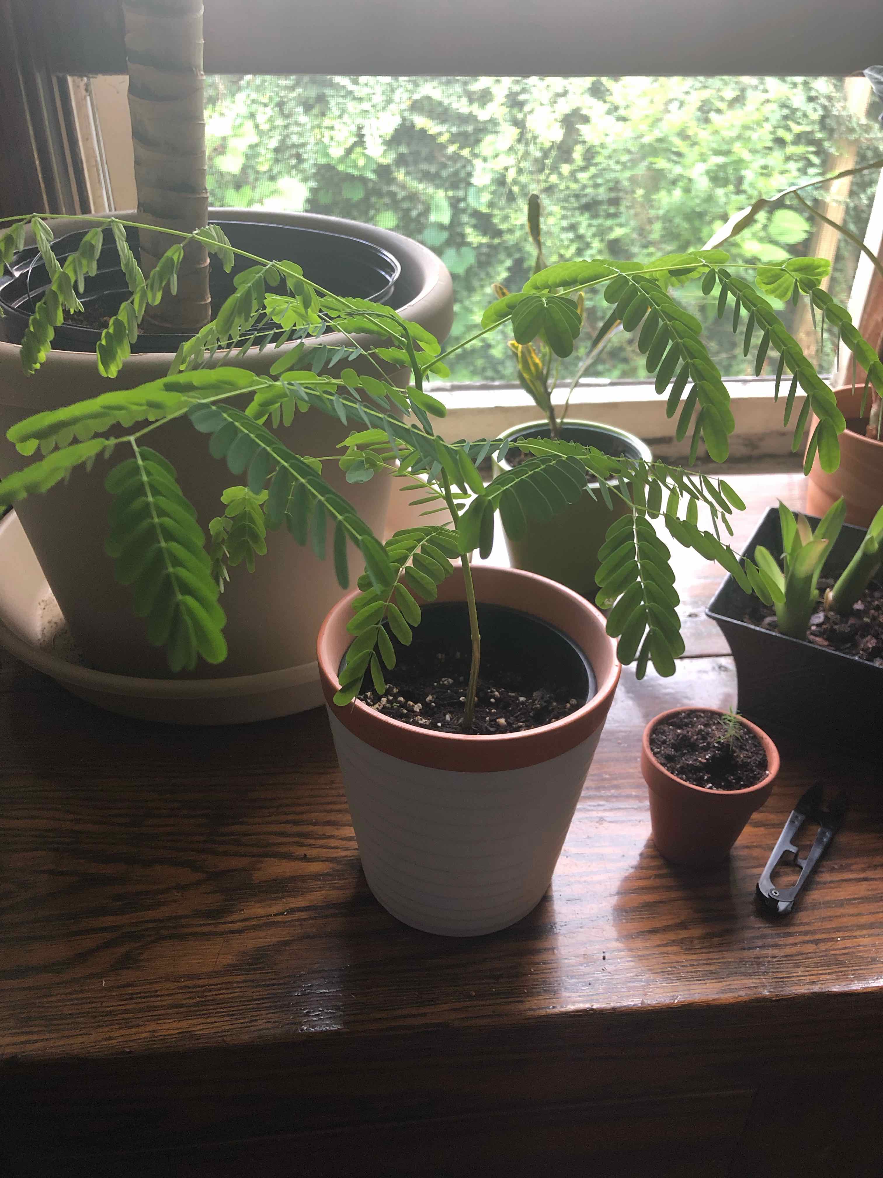 Fertilizing My Royal Poinciana Tree to Double Its Growth