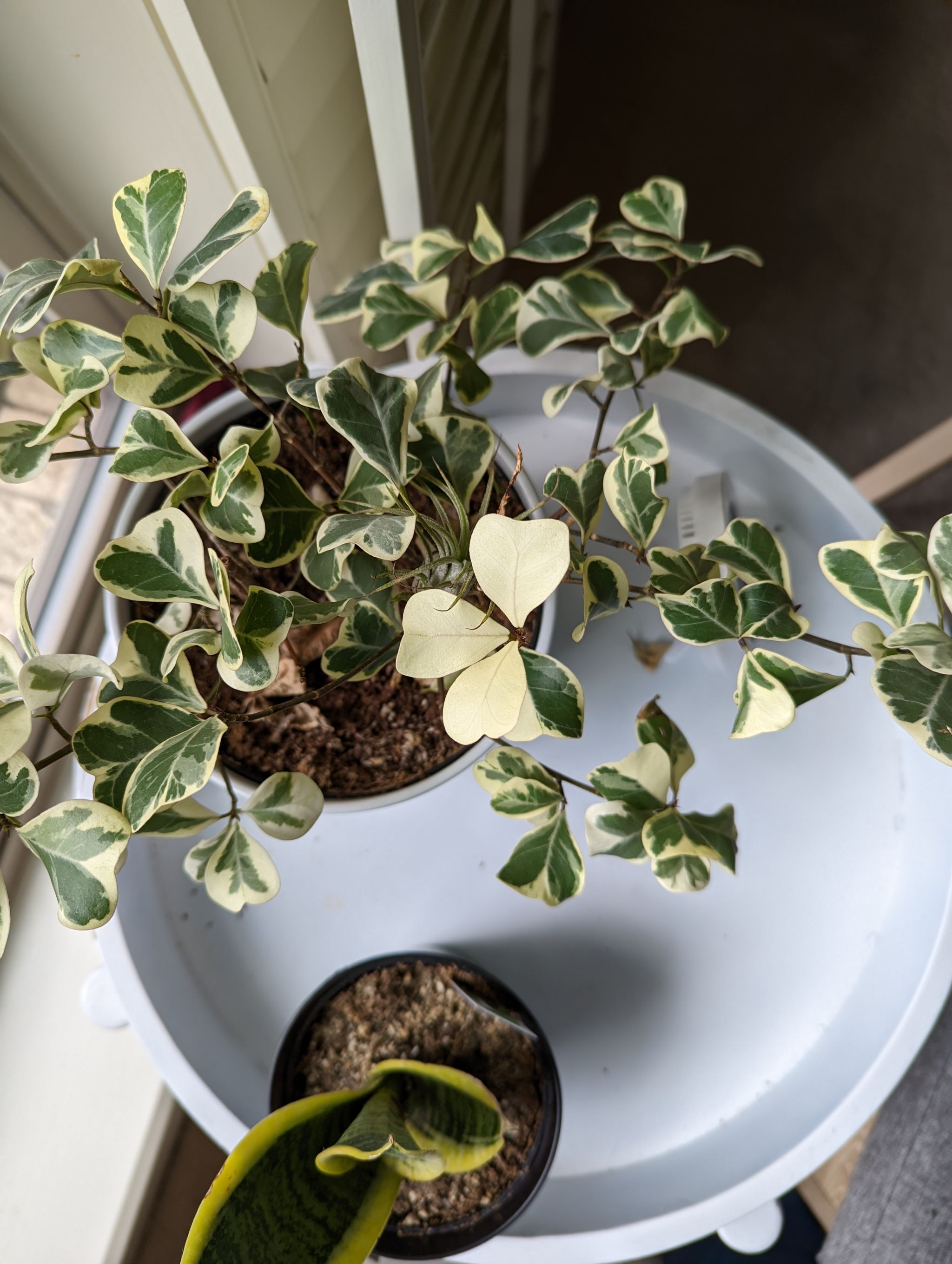 The Complete Ficus triangularis 'Variegata' Plant Care Guide: Water ...