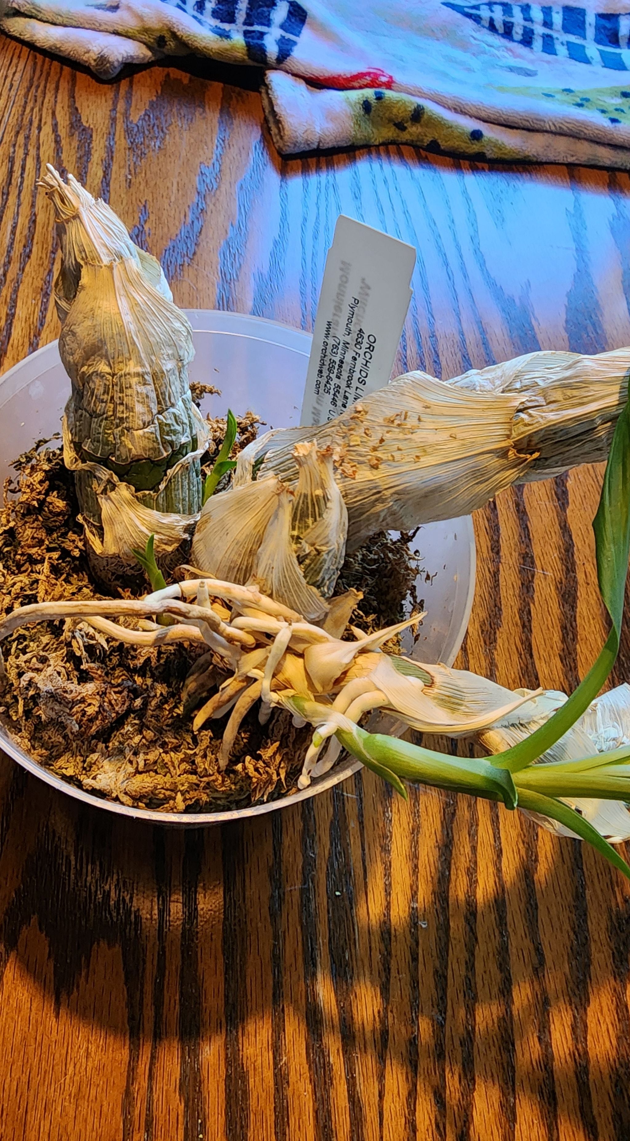 The Complete Catasetum Plant Care Guide: Water, Light & Beyond