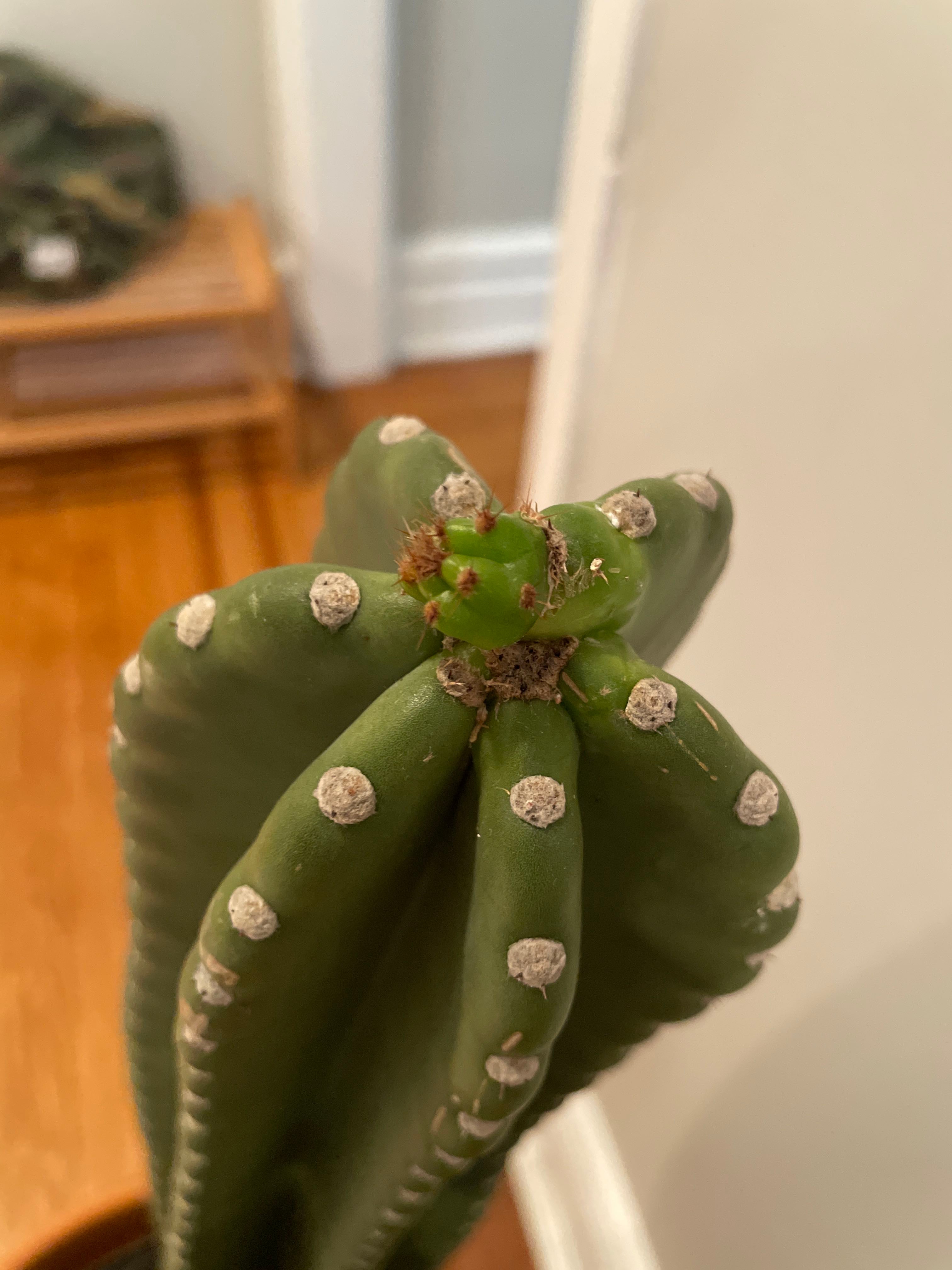 New bumps on my hedge cactus - normal?
