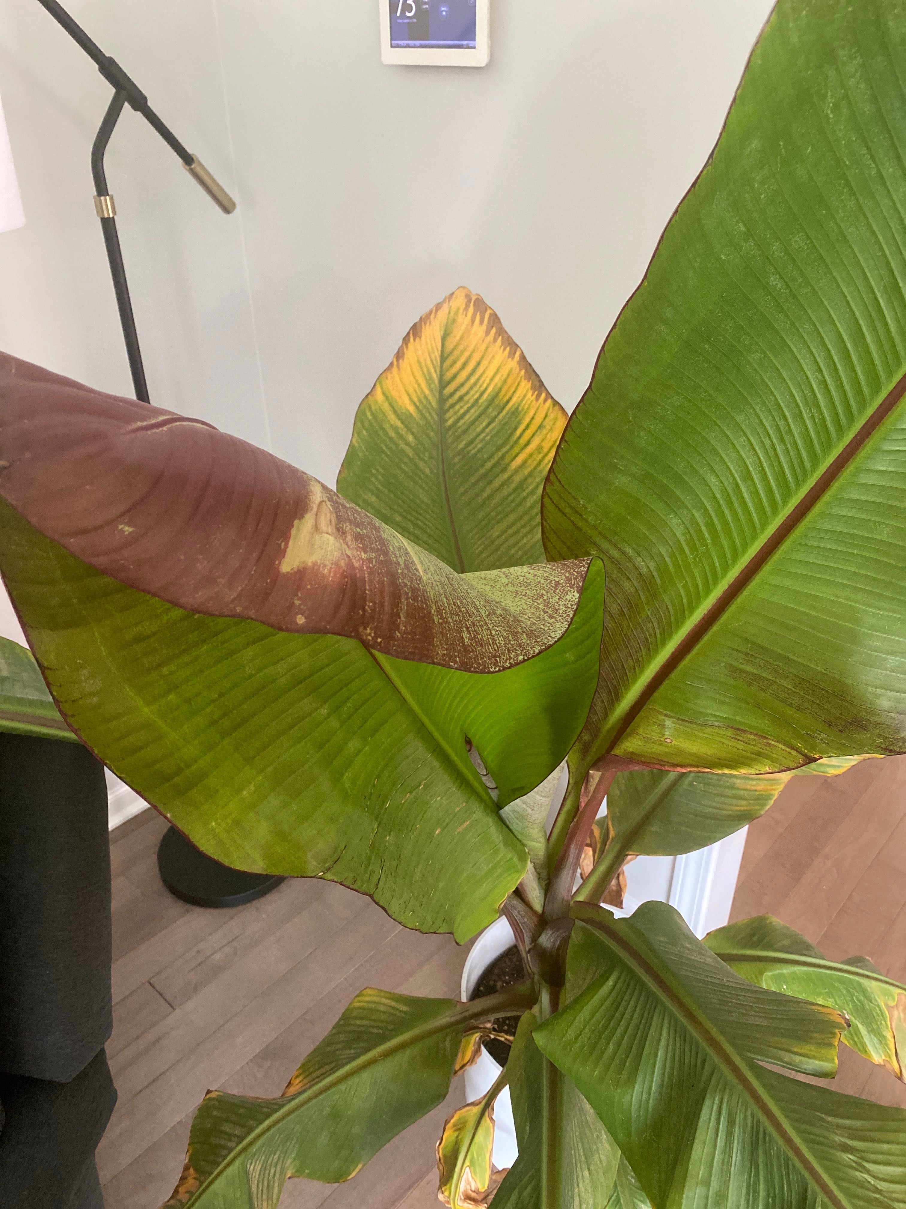 Red Banana Plant Care: Water, Light, Nutrients | Greg App 🌱