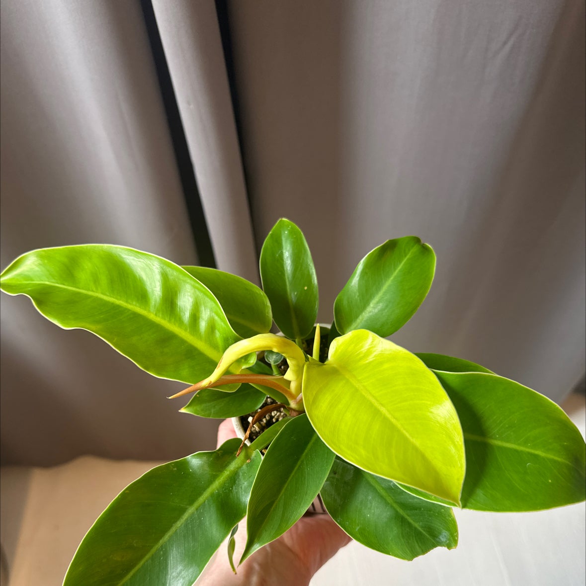 What Does It Mean When Philodendron 'moonlight' Blooms?