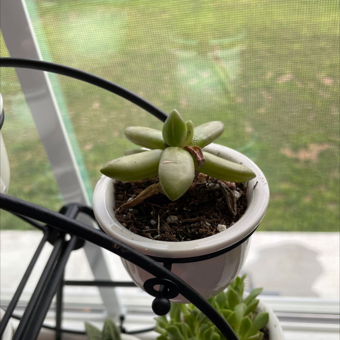 What Do I Do About succulent root rot?