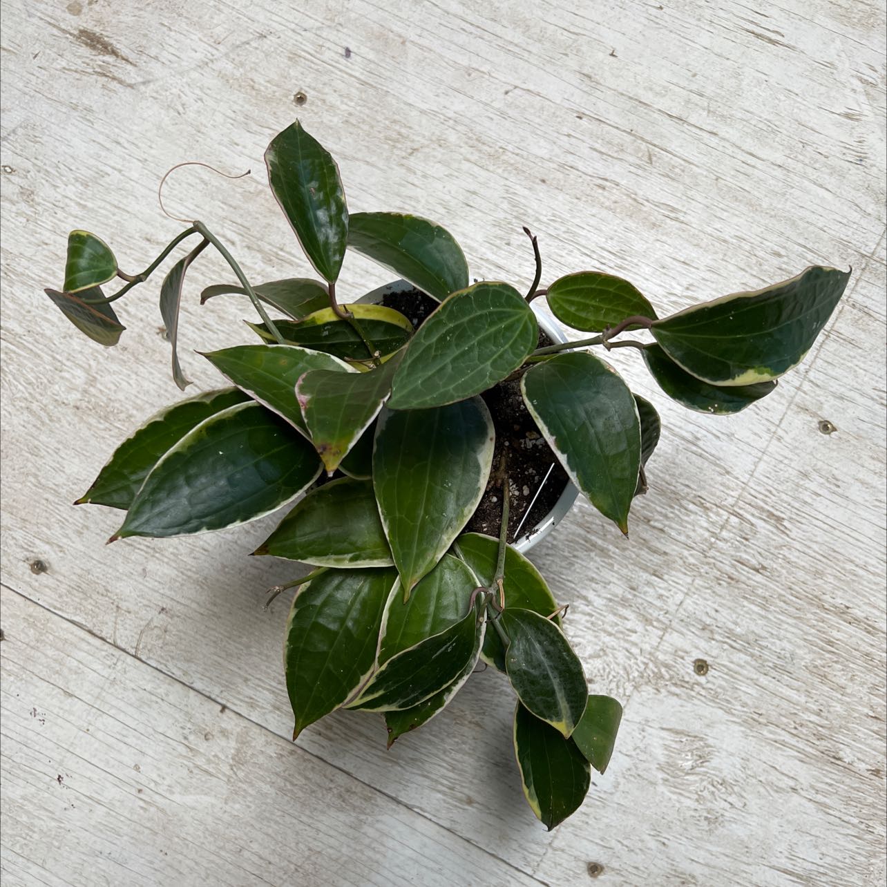 Common Hoya macrophylla Problems
