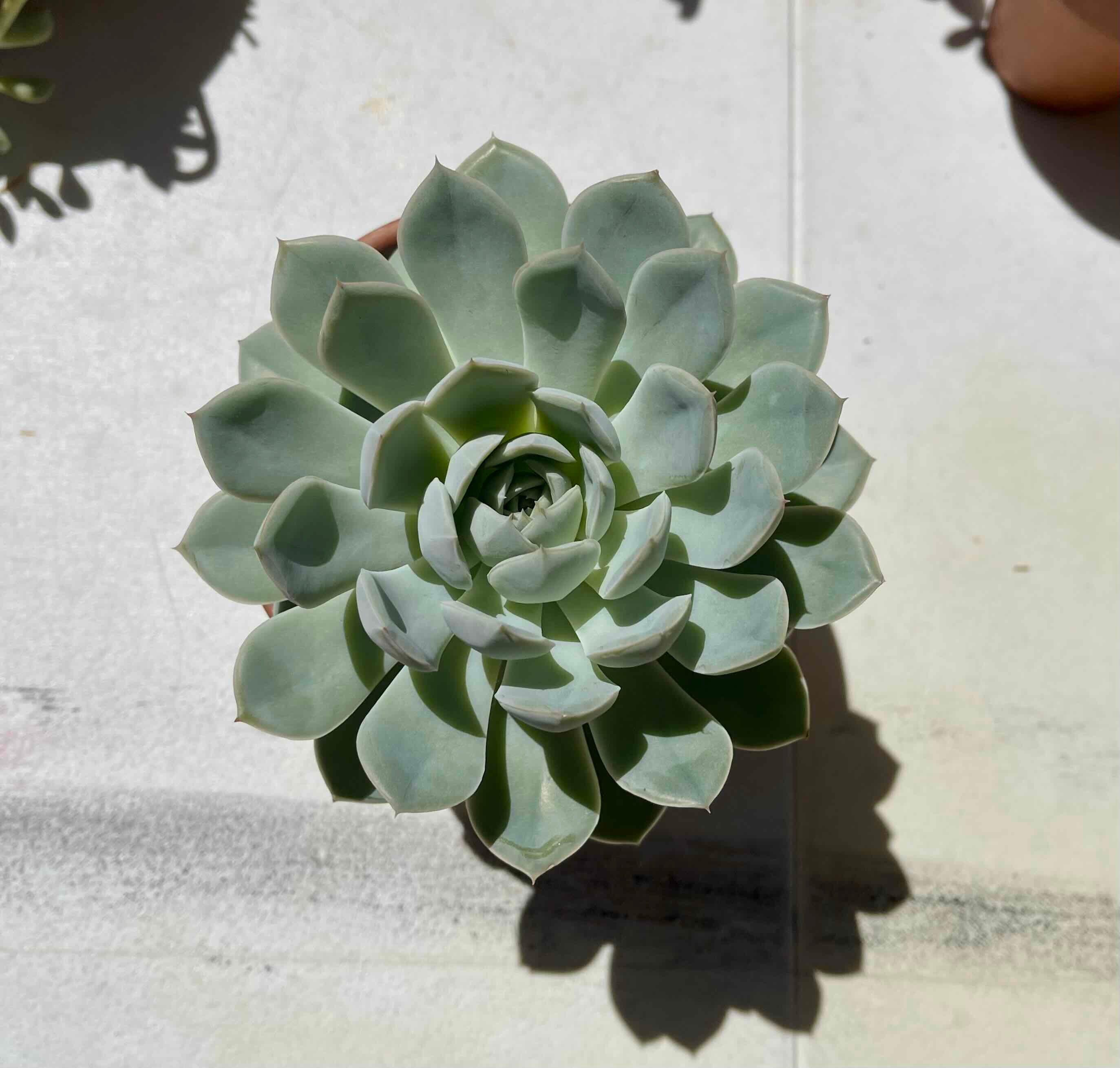 Why Are There Brown Spots on My Echeveria 'Arctic Ice'?