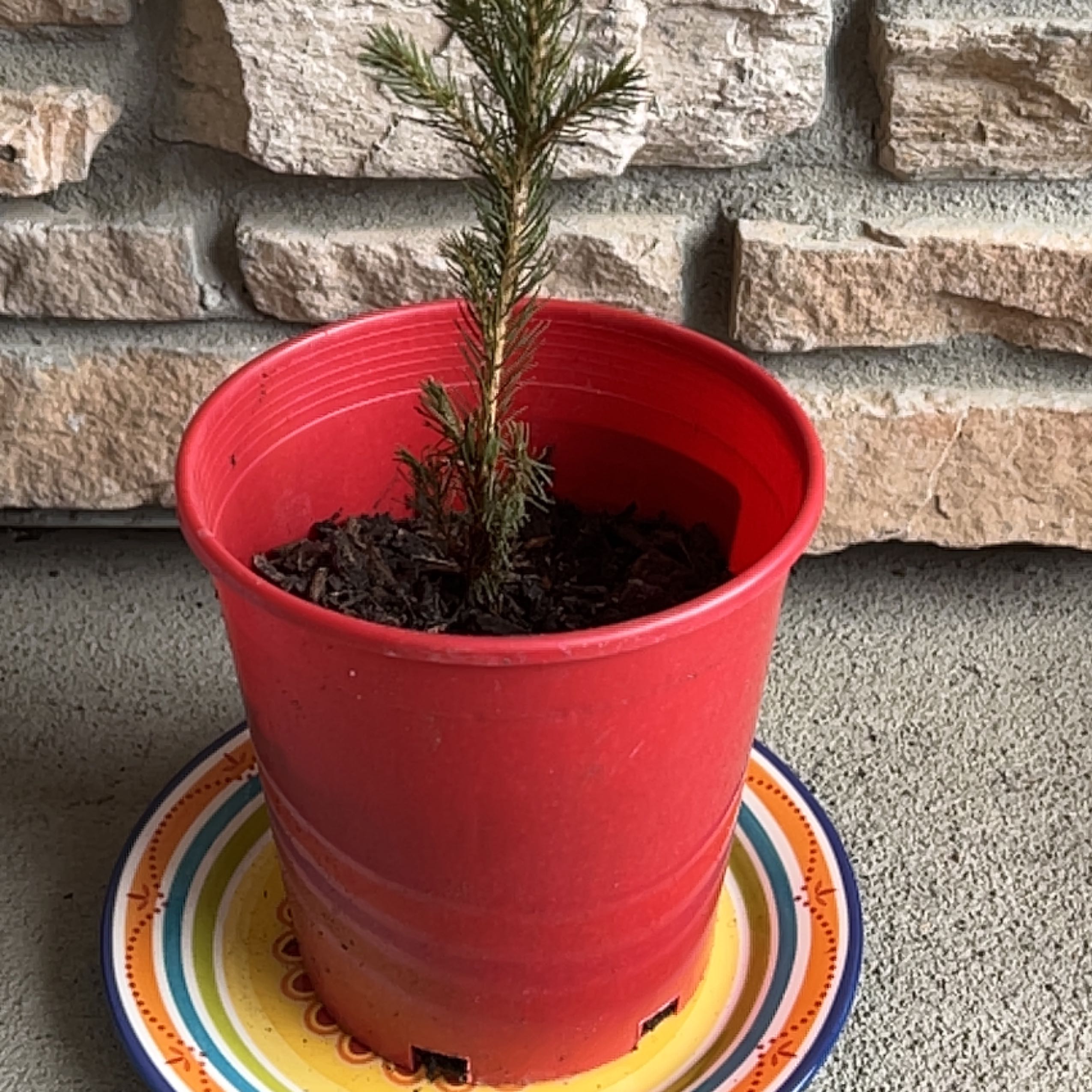 Norway Spruce Fertilizer: How and When to Use It