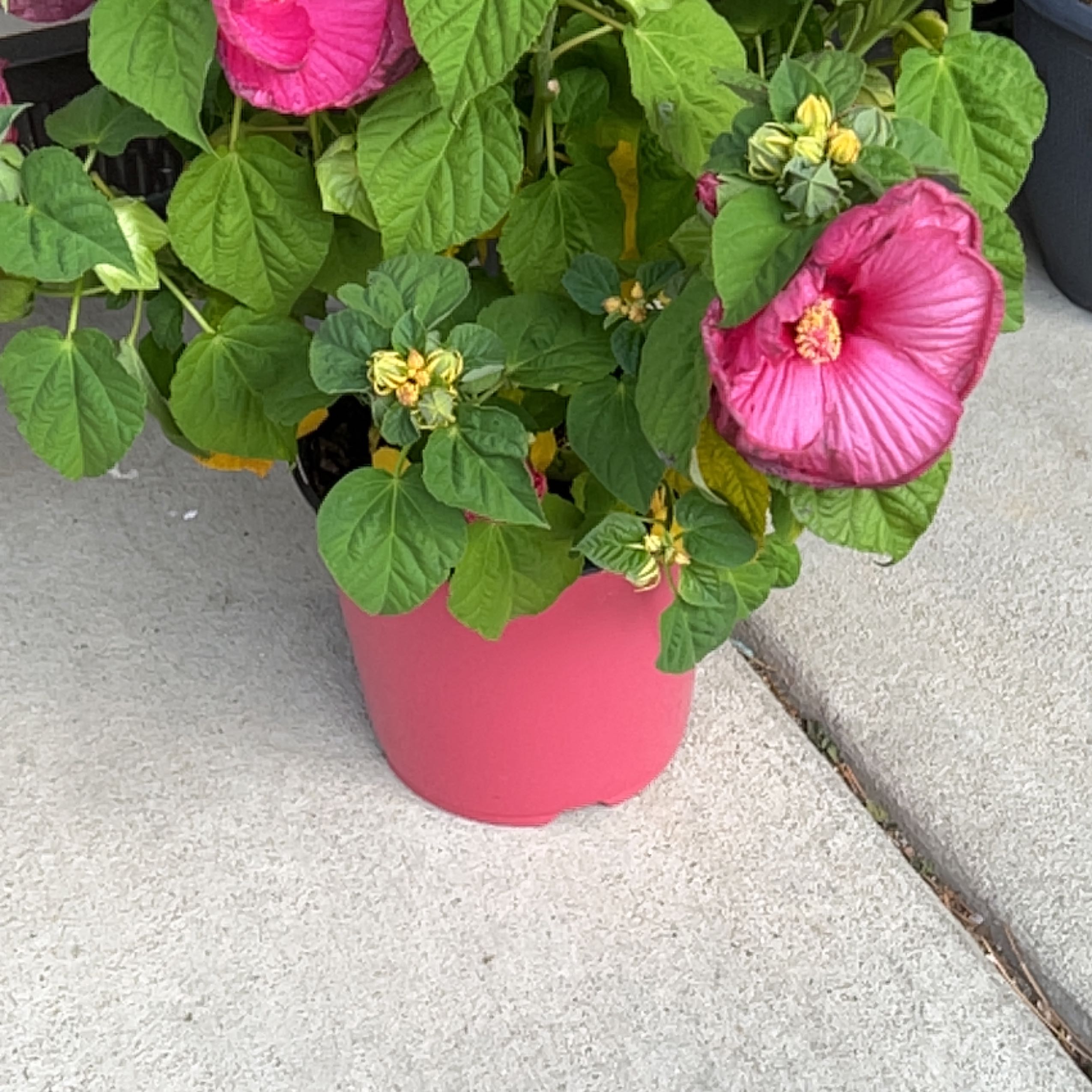 10 Benefits of Having a Swamp Rose-Mallow