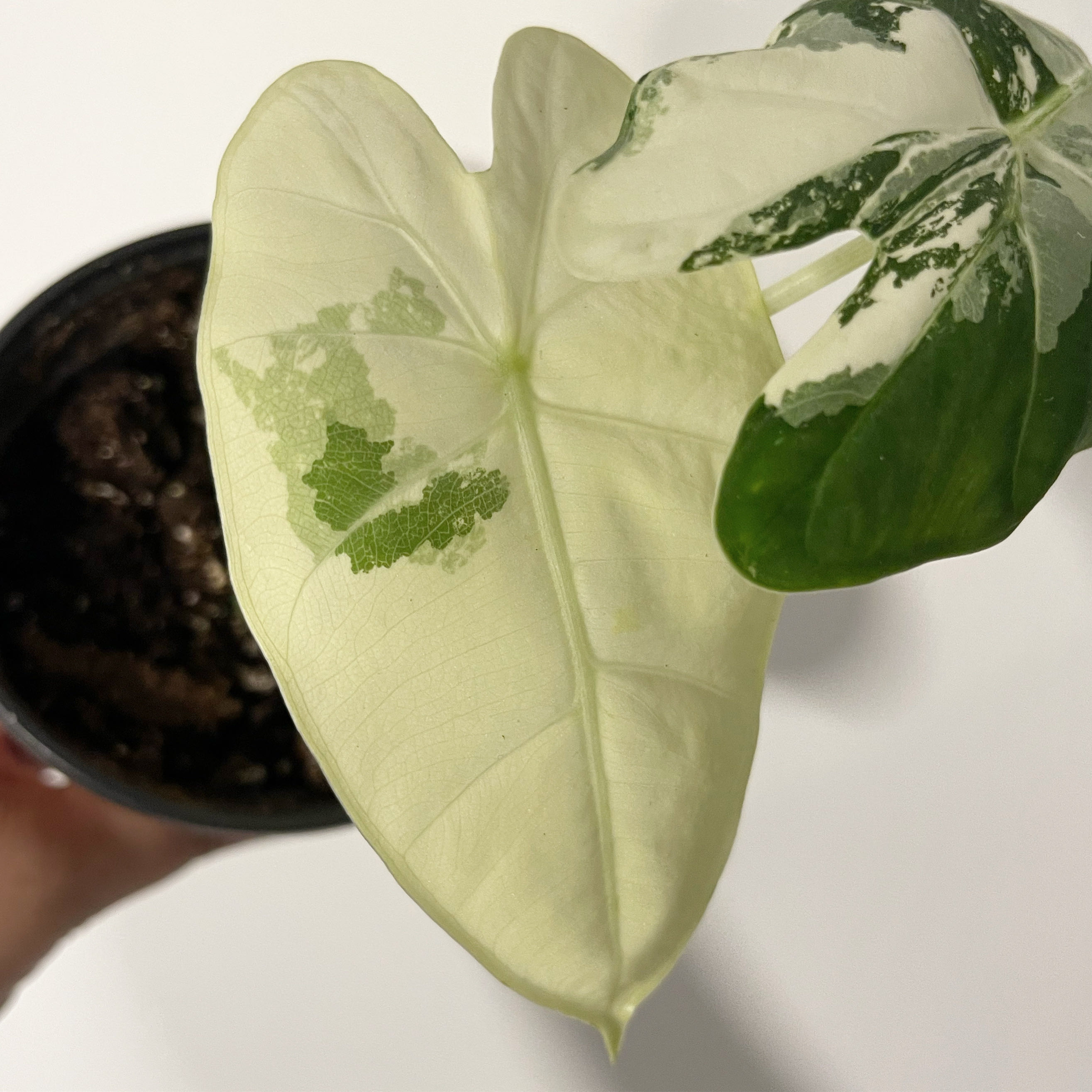 How to Care for Variegated Alocasia frydek: Mastering Water, Sunlight ...