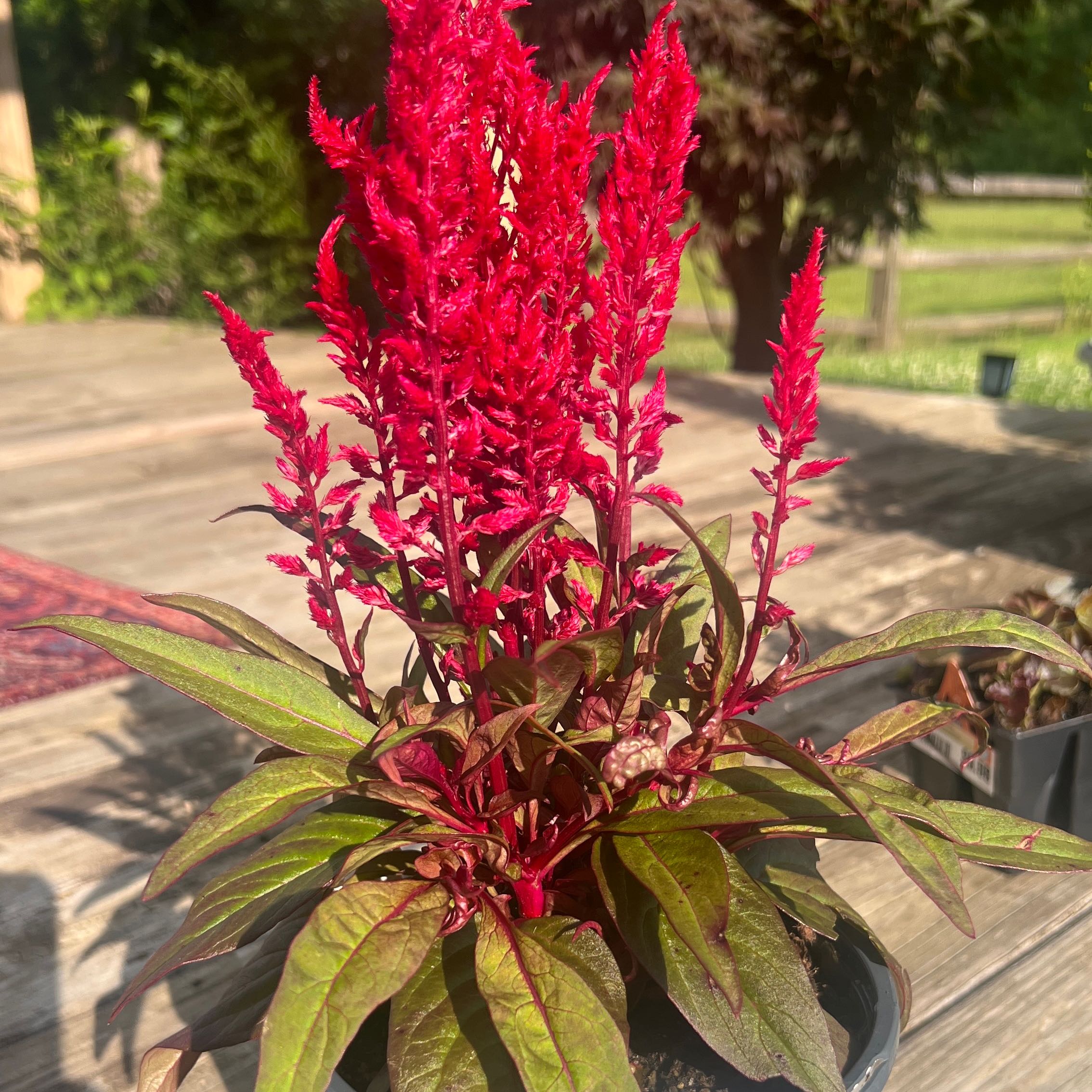 🐉 10 Advantages of Having a Dragon's Breath Celosia
