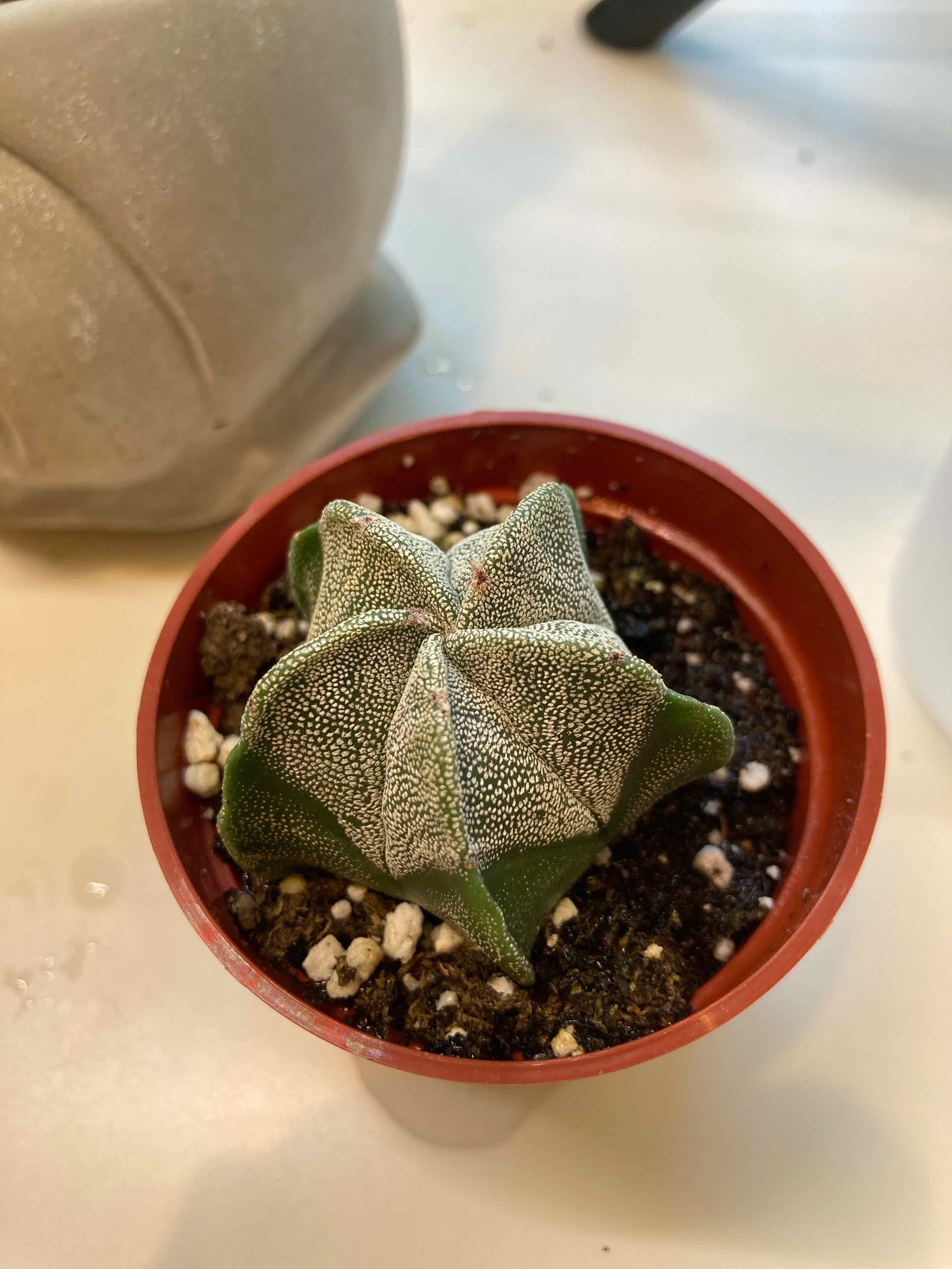 How to Propagate Your Bishop's Cap Cactus