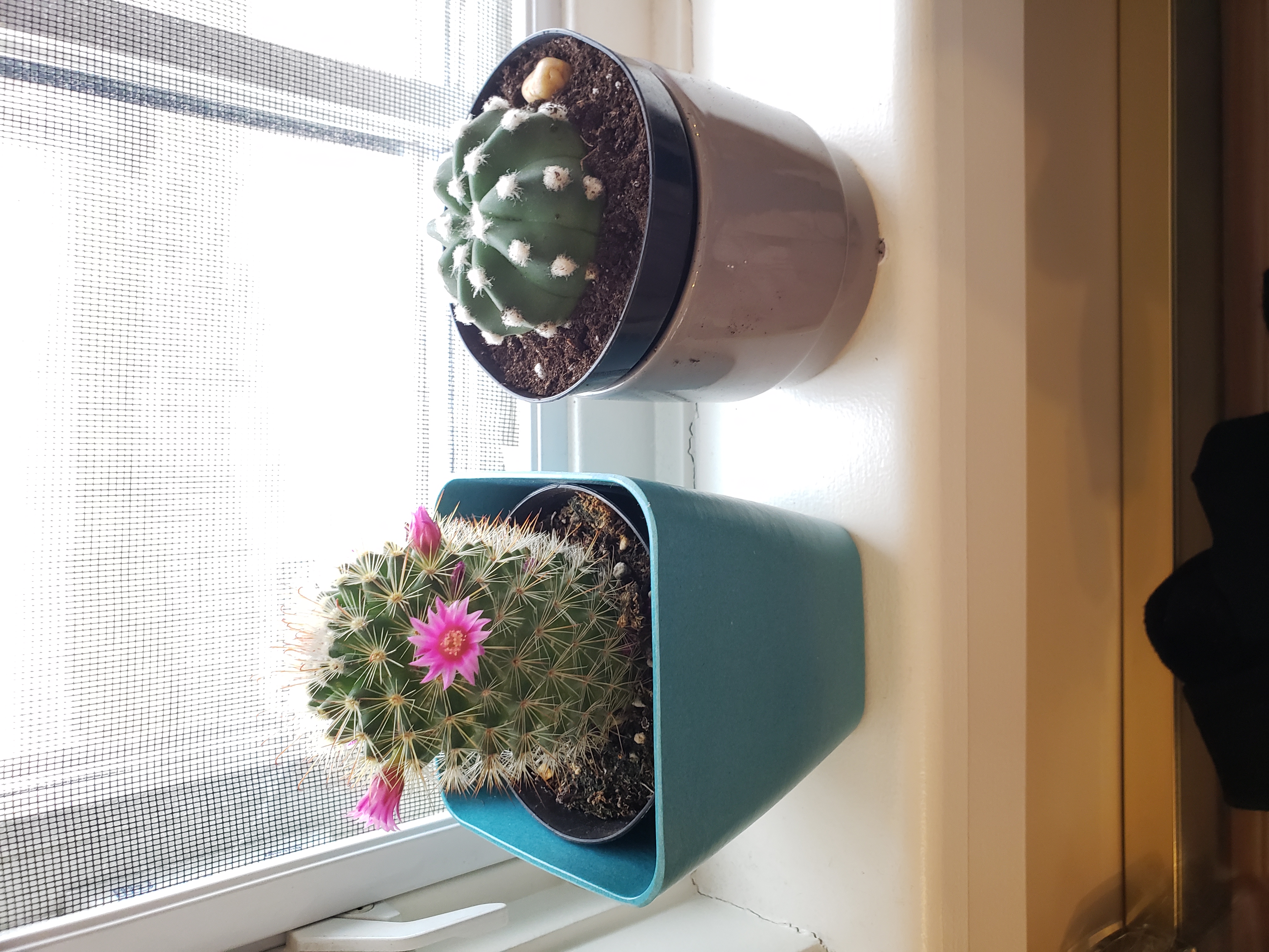 Appreciating my cactus buddies
