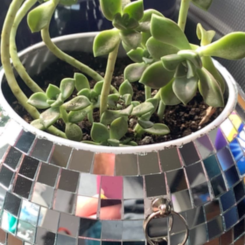 Leaf Erickson | A plant by @ajbeck on Greg