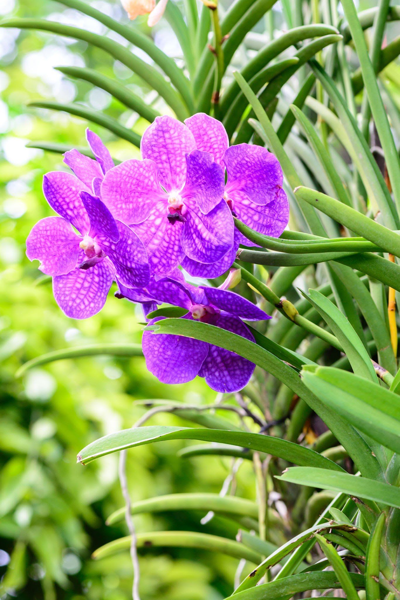 What Do Vanda orchid Flowers Mean? 💜
