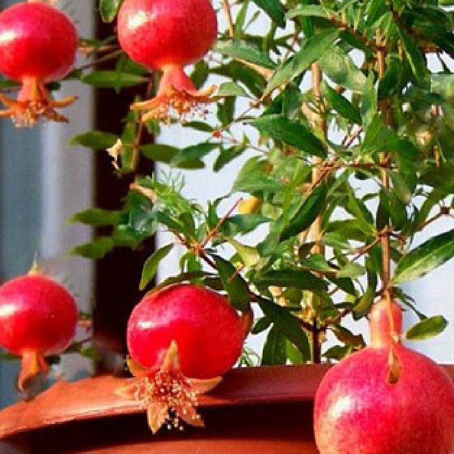 How Do I Fix dwarf pomegranate root rot?