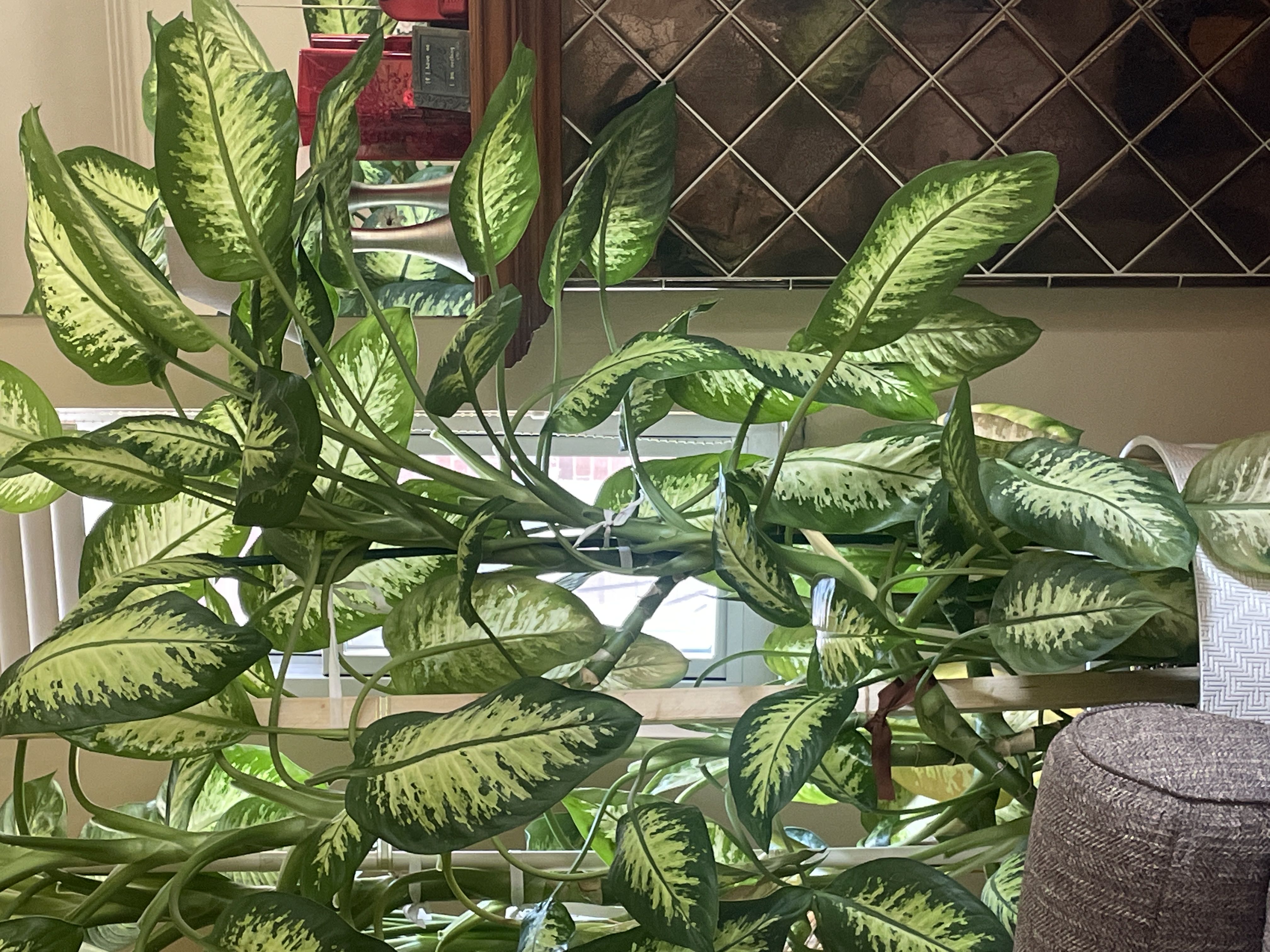 Good morning what’s the name of this plant and how can I ...