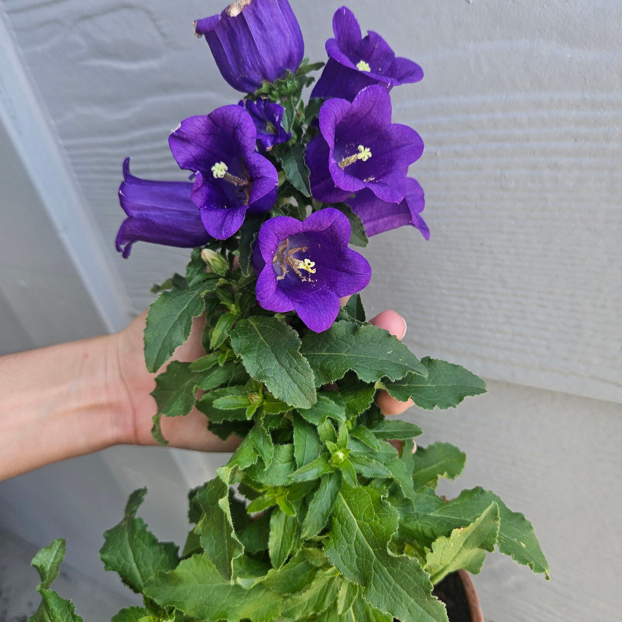 Propagating Canterbury Bells: Step-by-Step Guide